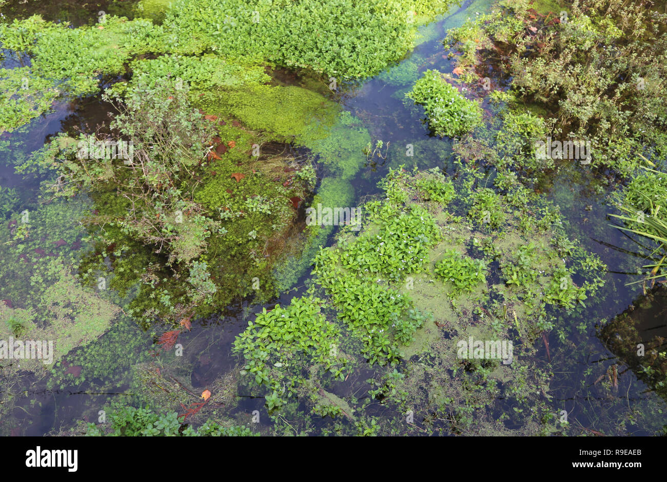marshy swamp with aquatic plants and algae in a nature reserve Stock ...