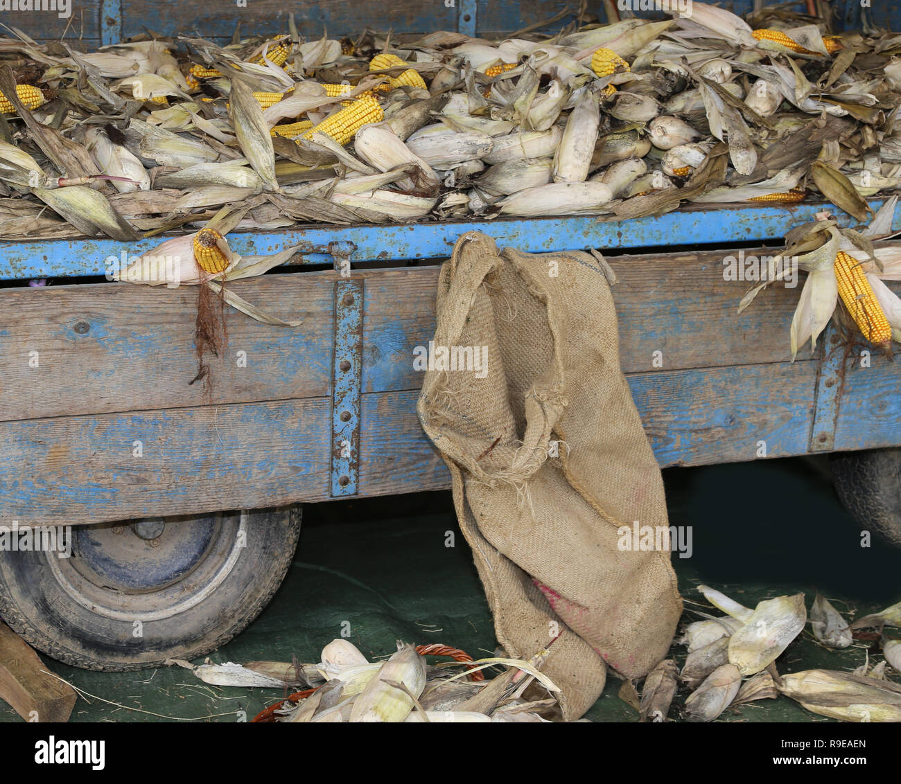 agricultural wagon with yellow CORN during the harvest Stock Photo - Alamy