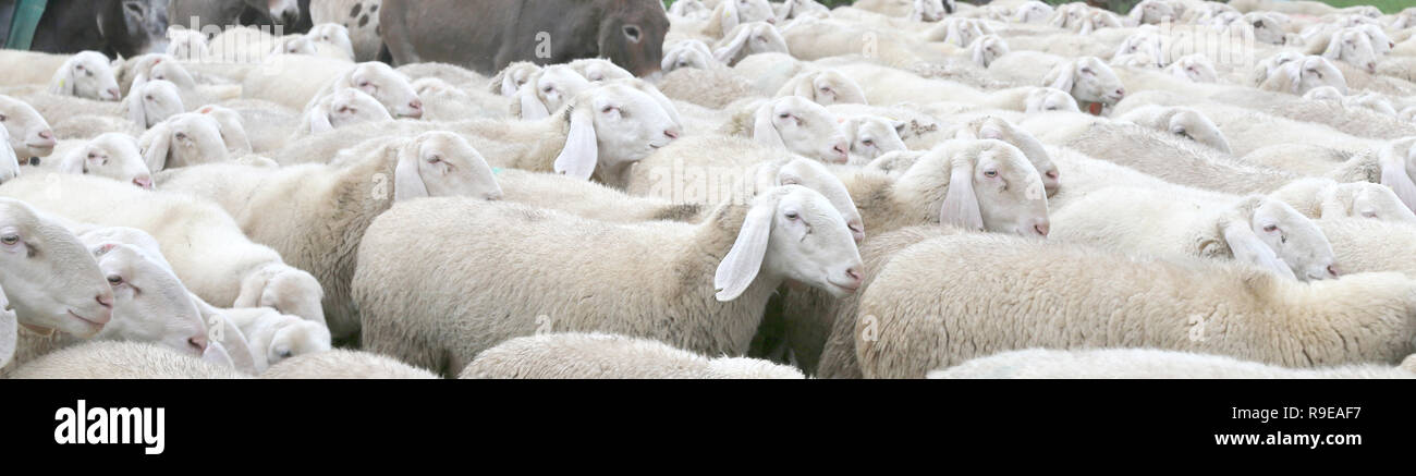 many sheep with thick wool and some donkeys Stock Photo - Alamy
