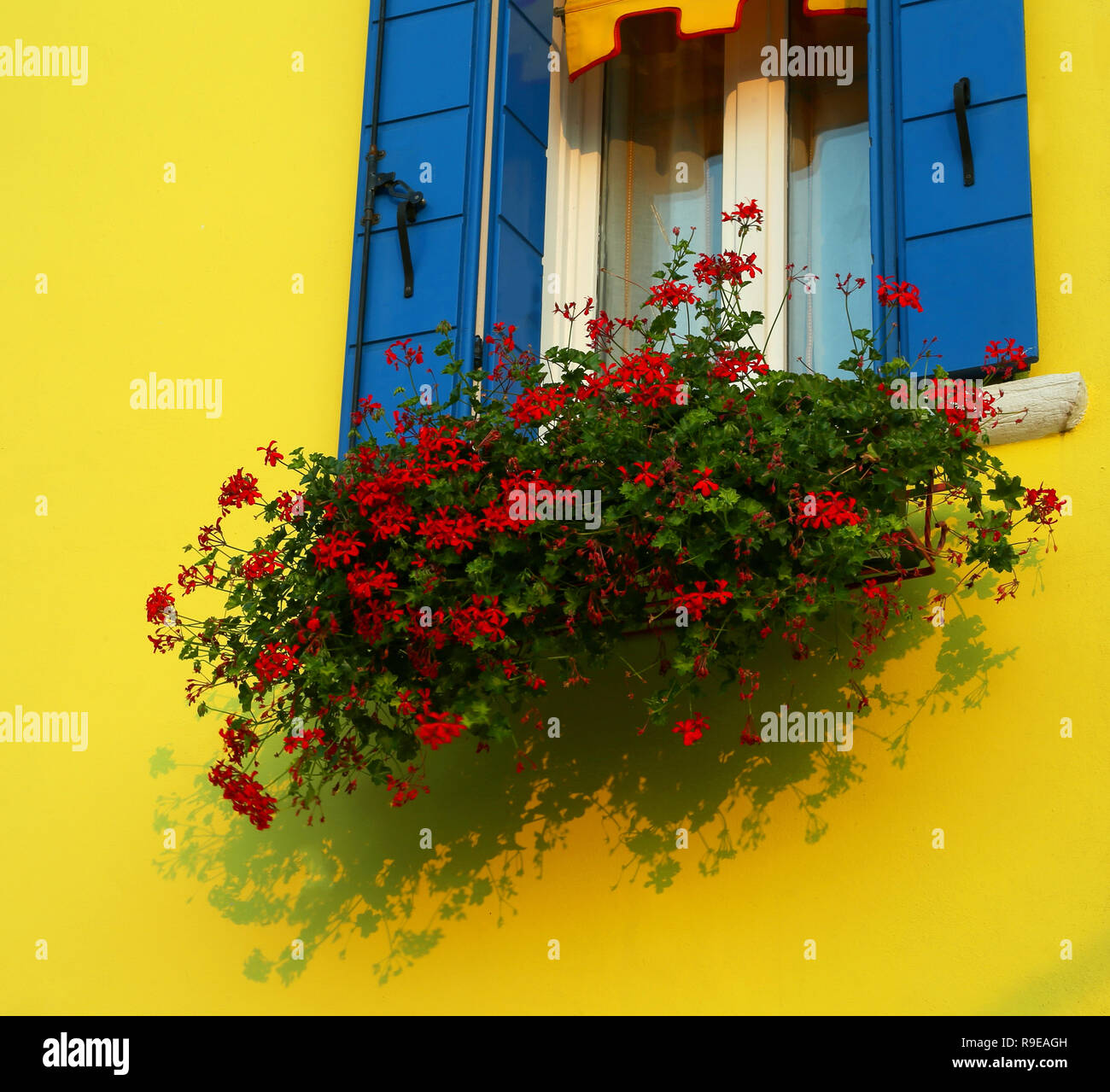 house with flowery balcony with red geraniums on the isle of Burano ...
