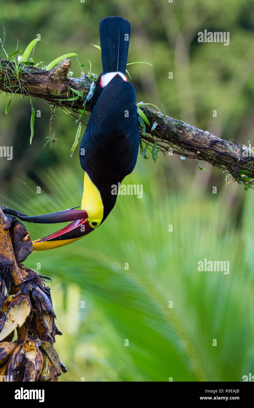 Costa rica toucan spotting hi-res stock photography and images - Alamy