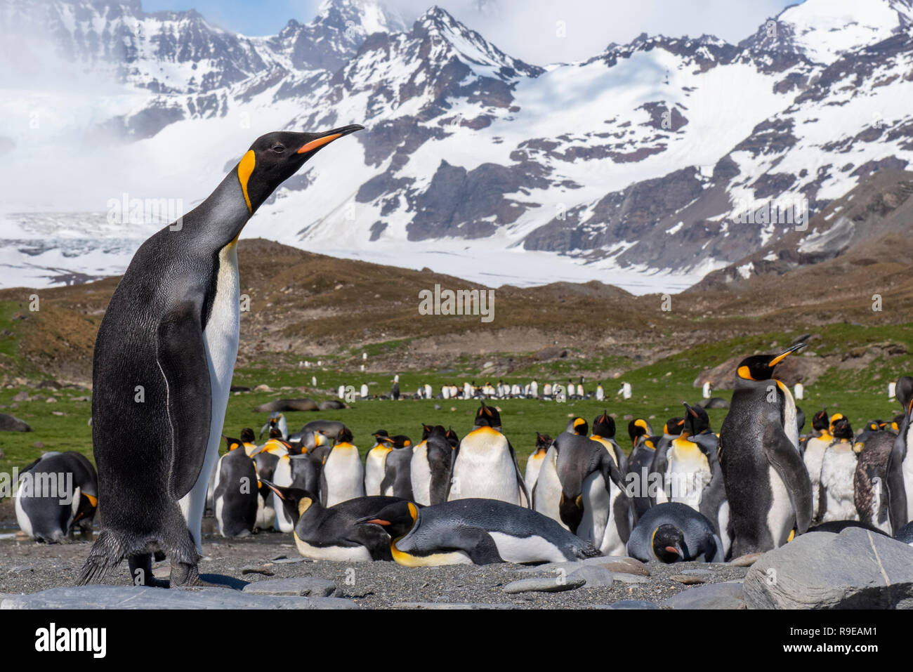 South Georgia, St. Andrews Bay. Home to the largest king penguin colony ...