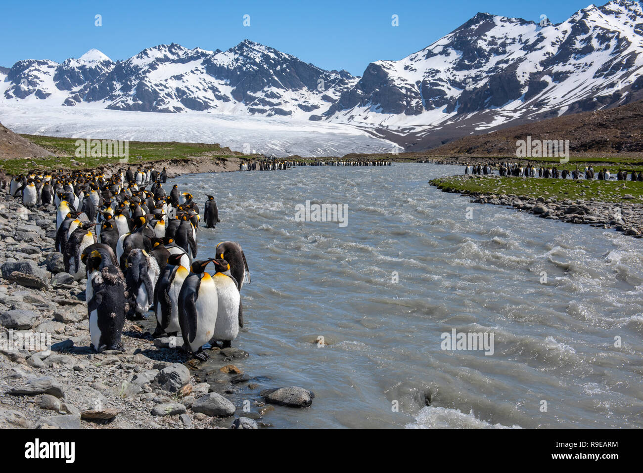 South Georgia, St. Andrews Bay, Allardyce mountains. Home to largest ...