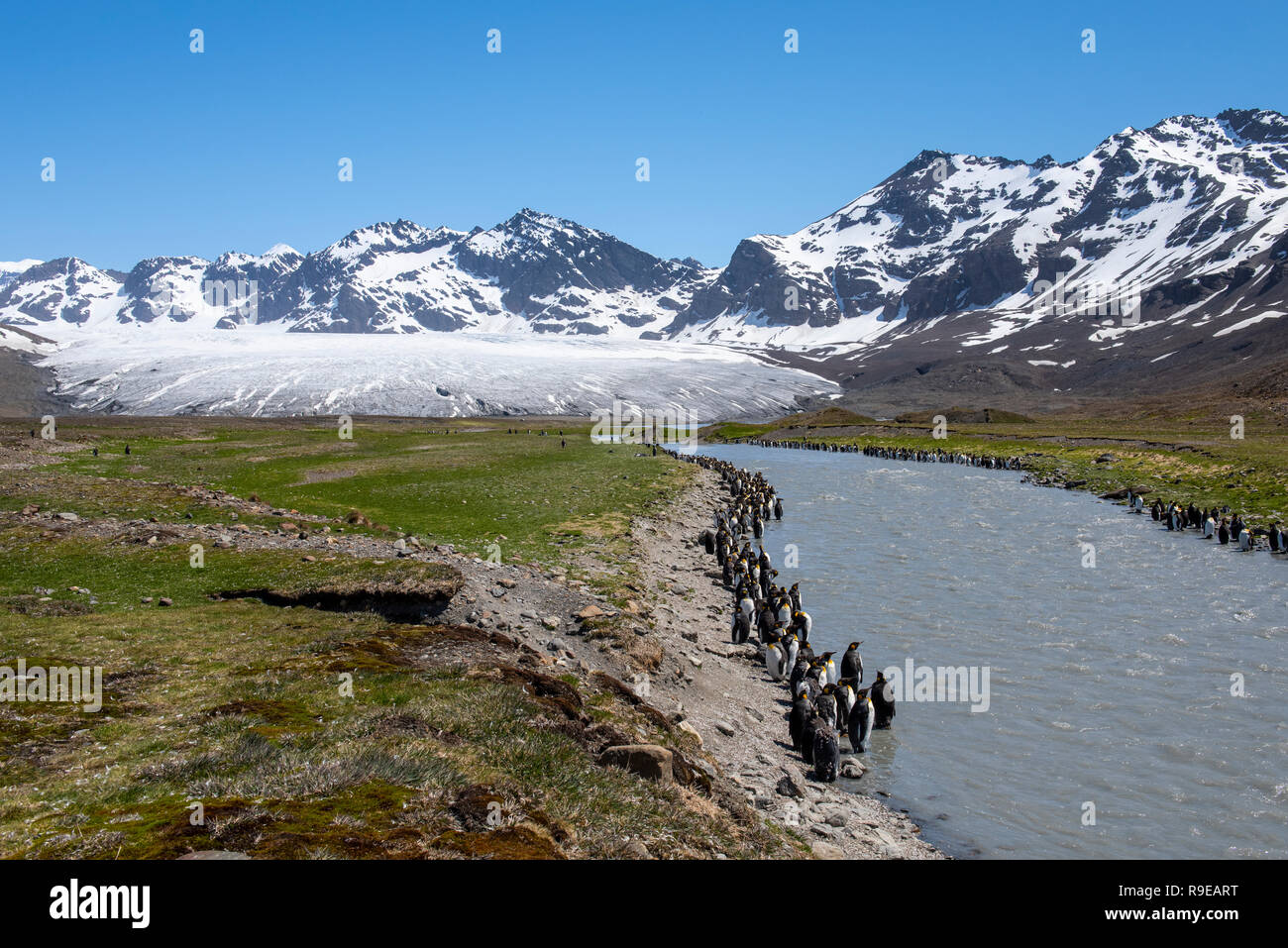 South Georgia, St. Andrews Bay, Allardyce mountains. Home to largest ...