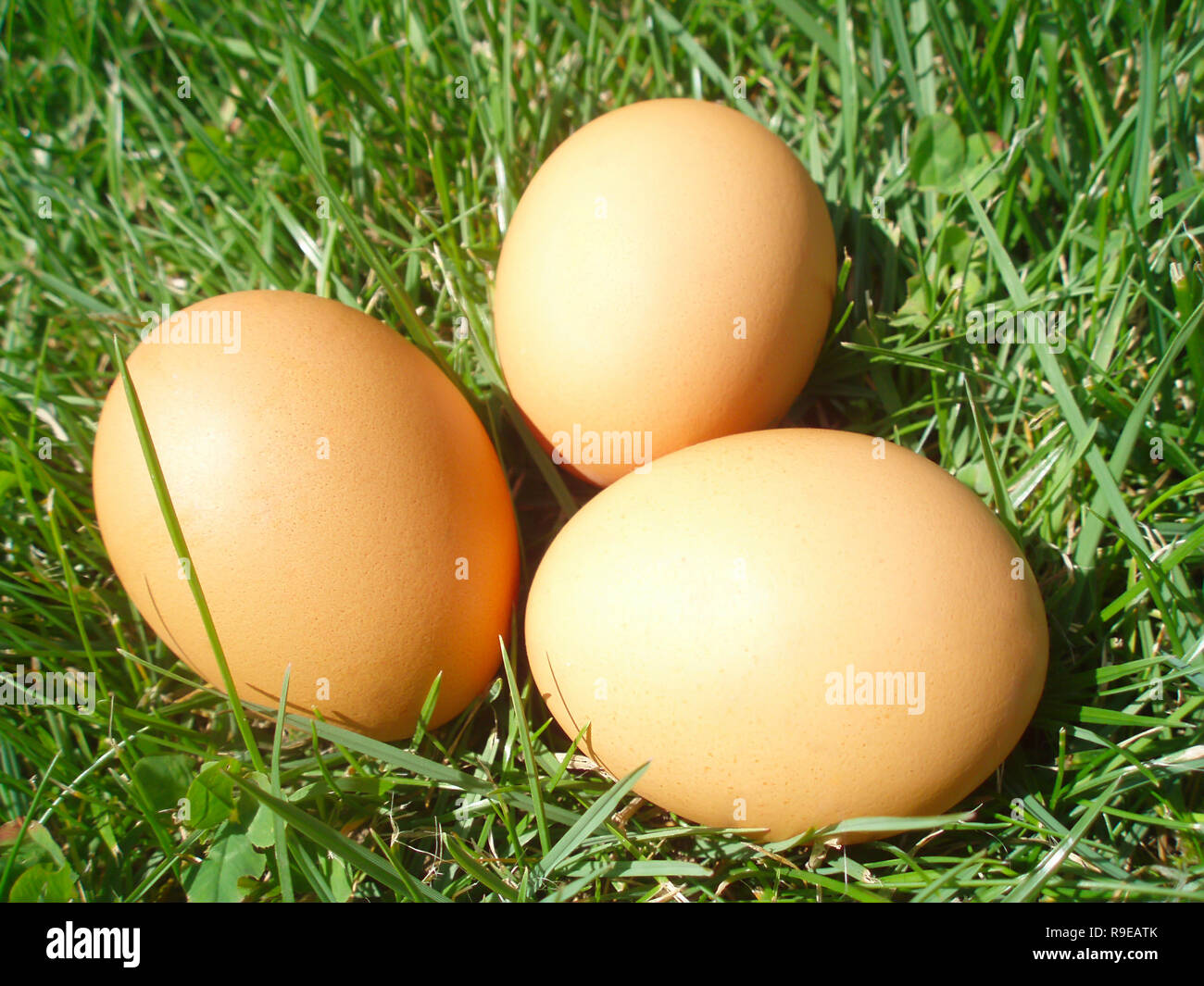 dairy and rustic farm food styled concept - farm organic eggs, elegant ...