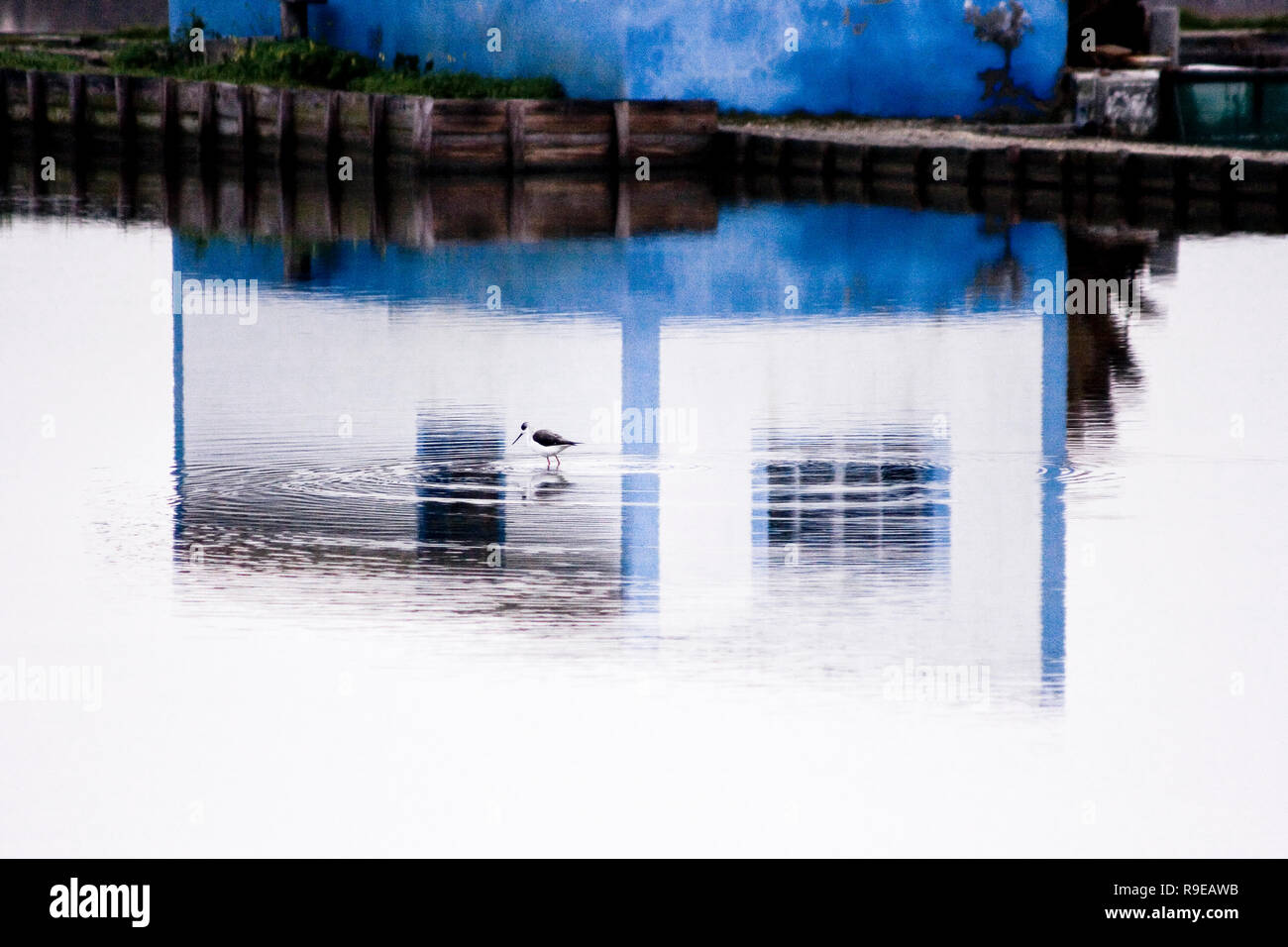 Floating bird house hi-res stock photography and images - Alamy