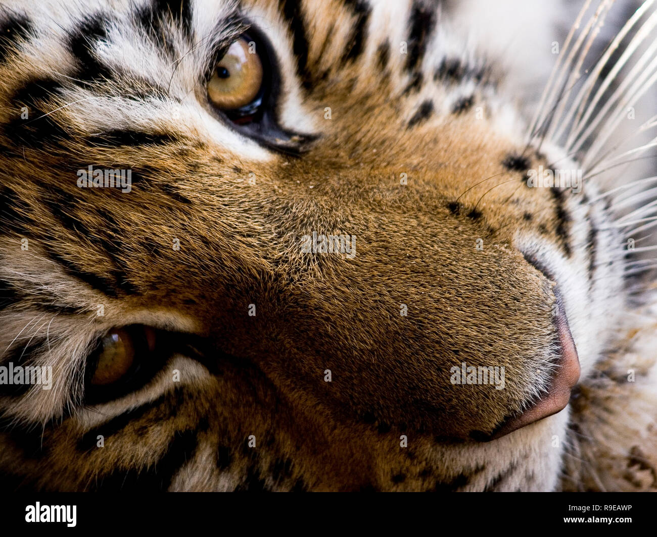 Tiger face close up hi-res stock photography and images - Alamy