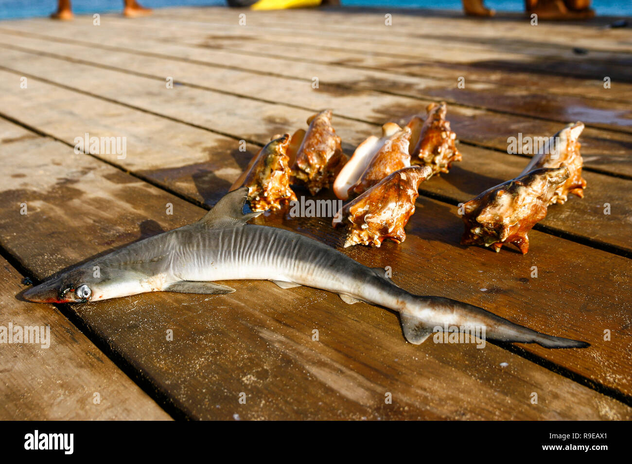 Recently caught little shark and sea shells on the pier Stock Photo - Alamy