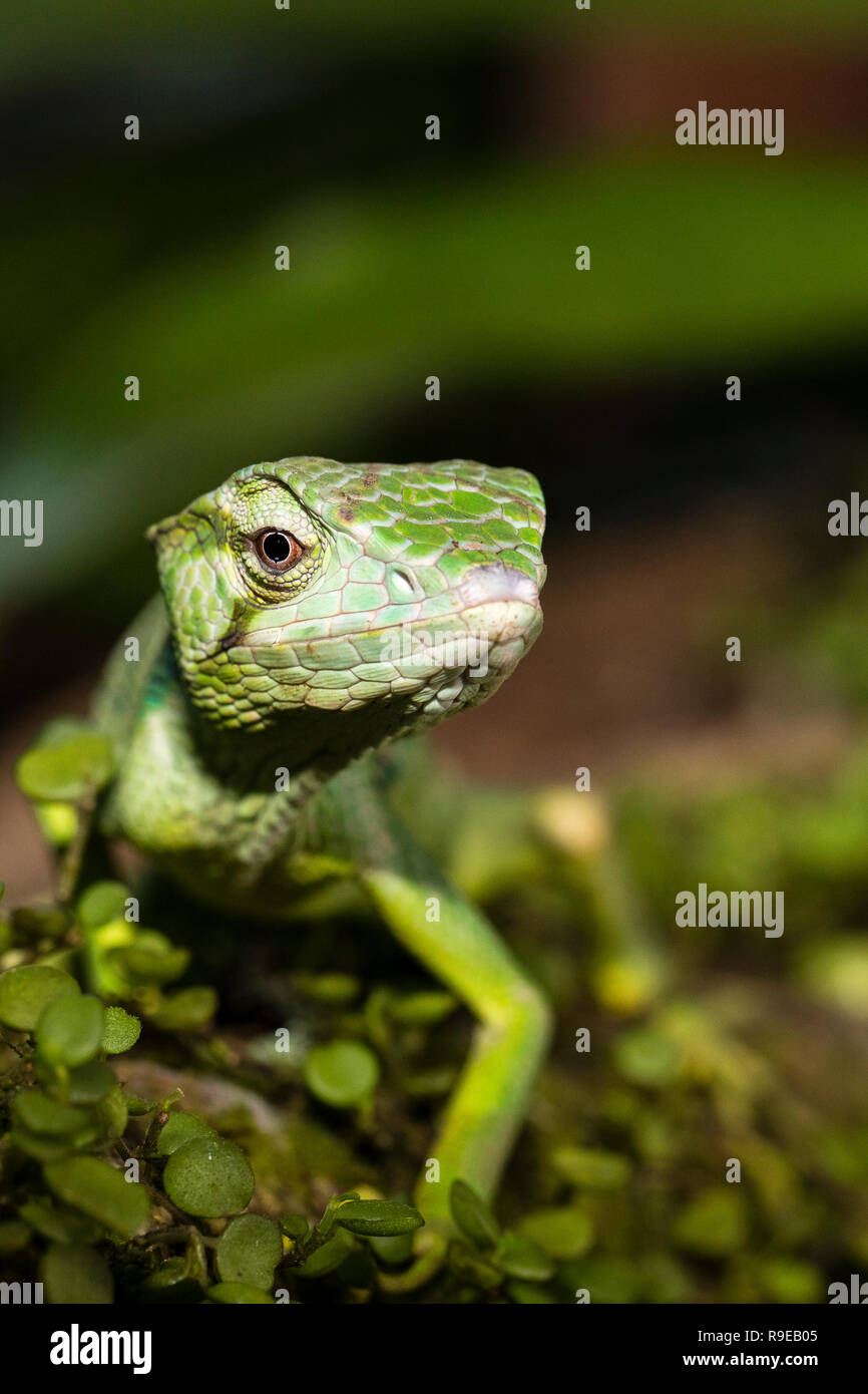 Giant banded Anole in Costa Rica Stock Photo - Alamy