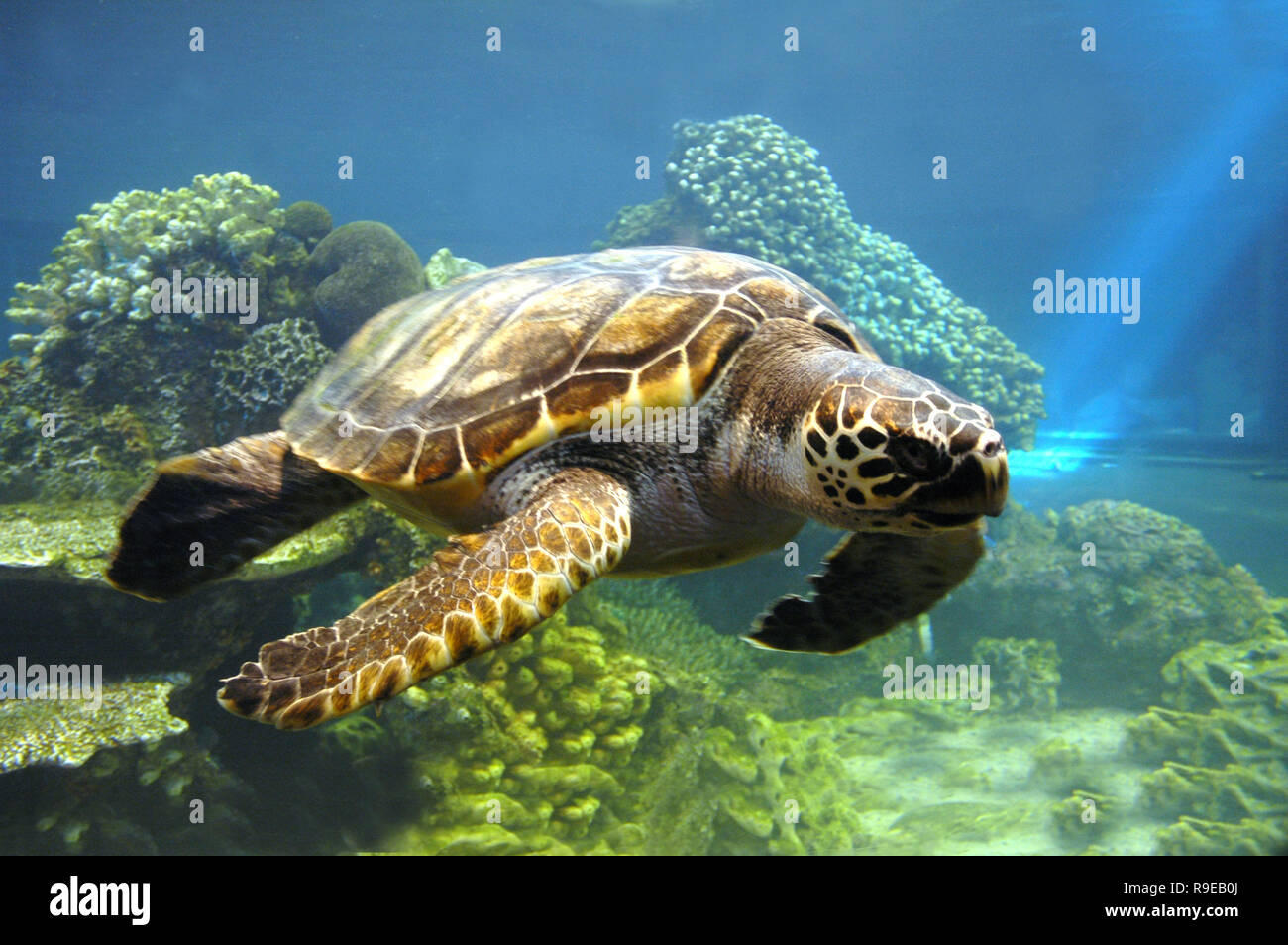 Loggerhead Turtle. Ocean dwelling reptile Stock Photo - Alamy