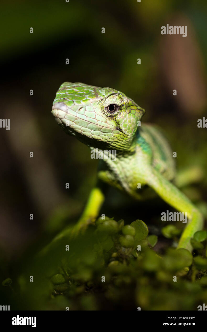 Giant banded Anole in Costa Rica Stock Photo - Alamy