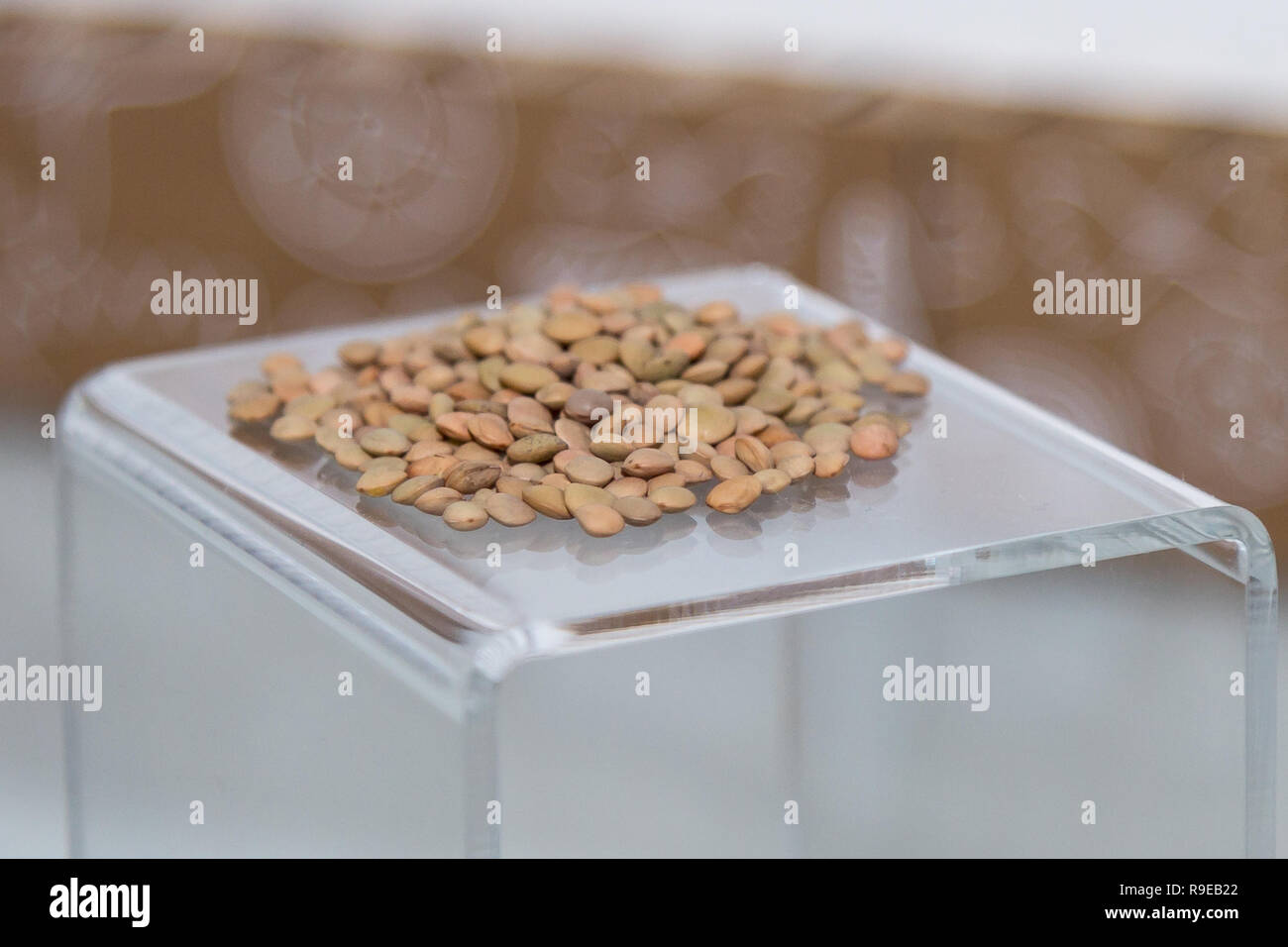 Group of Raw Brown Beans on a Transparent Pedestal Stock Photo - Alamy