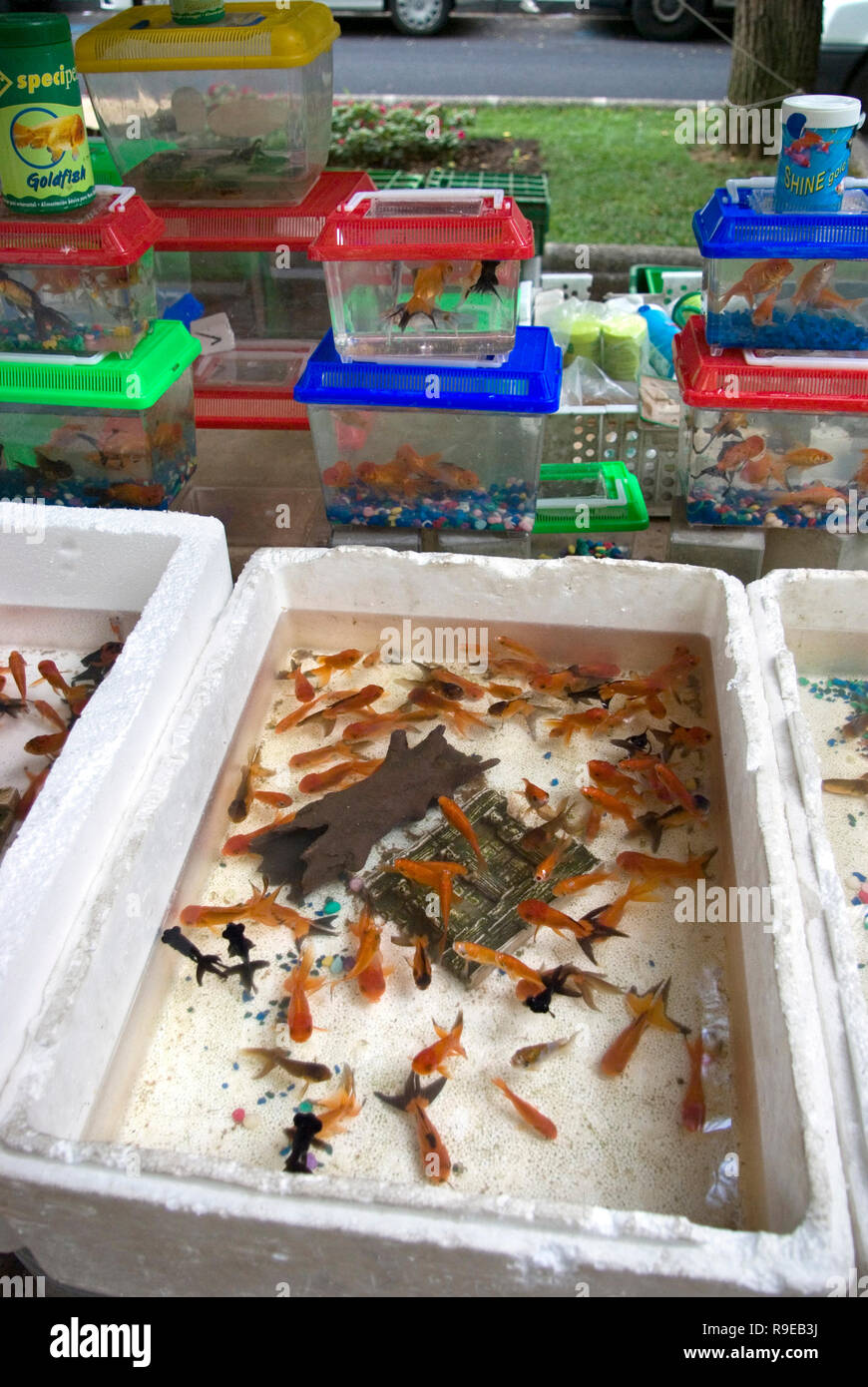 Crowded tank goldfish sale goldfish hi-res stock photography and images ...