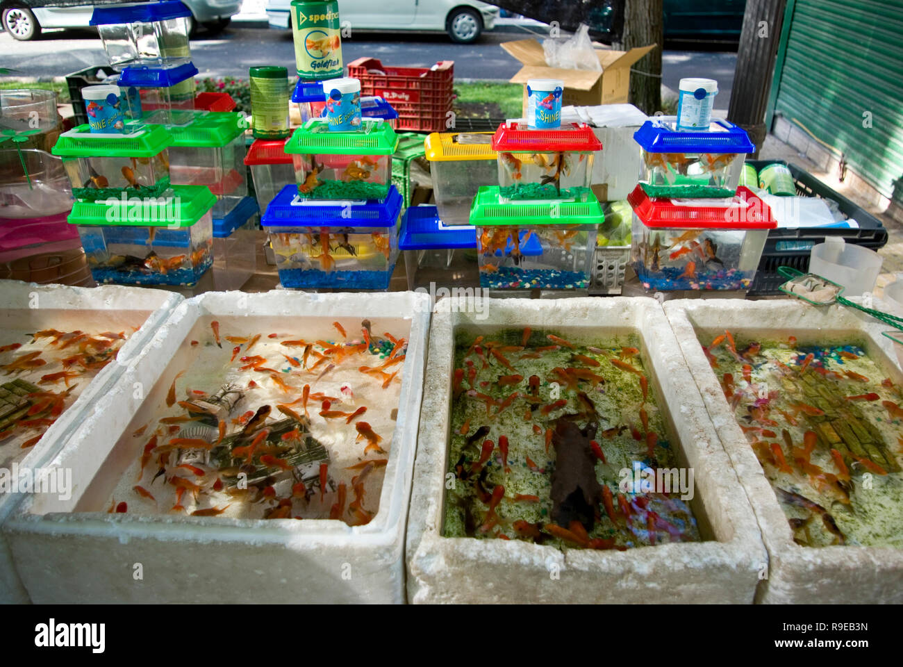 Crowded tank goldfish sale goldfish hi-res stock photography and images ...