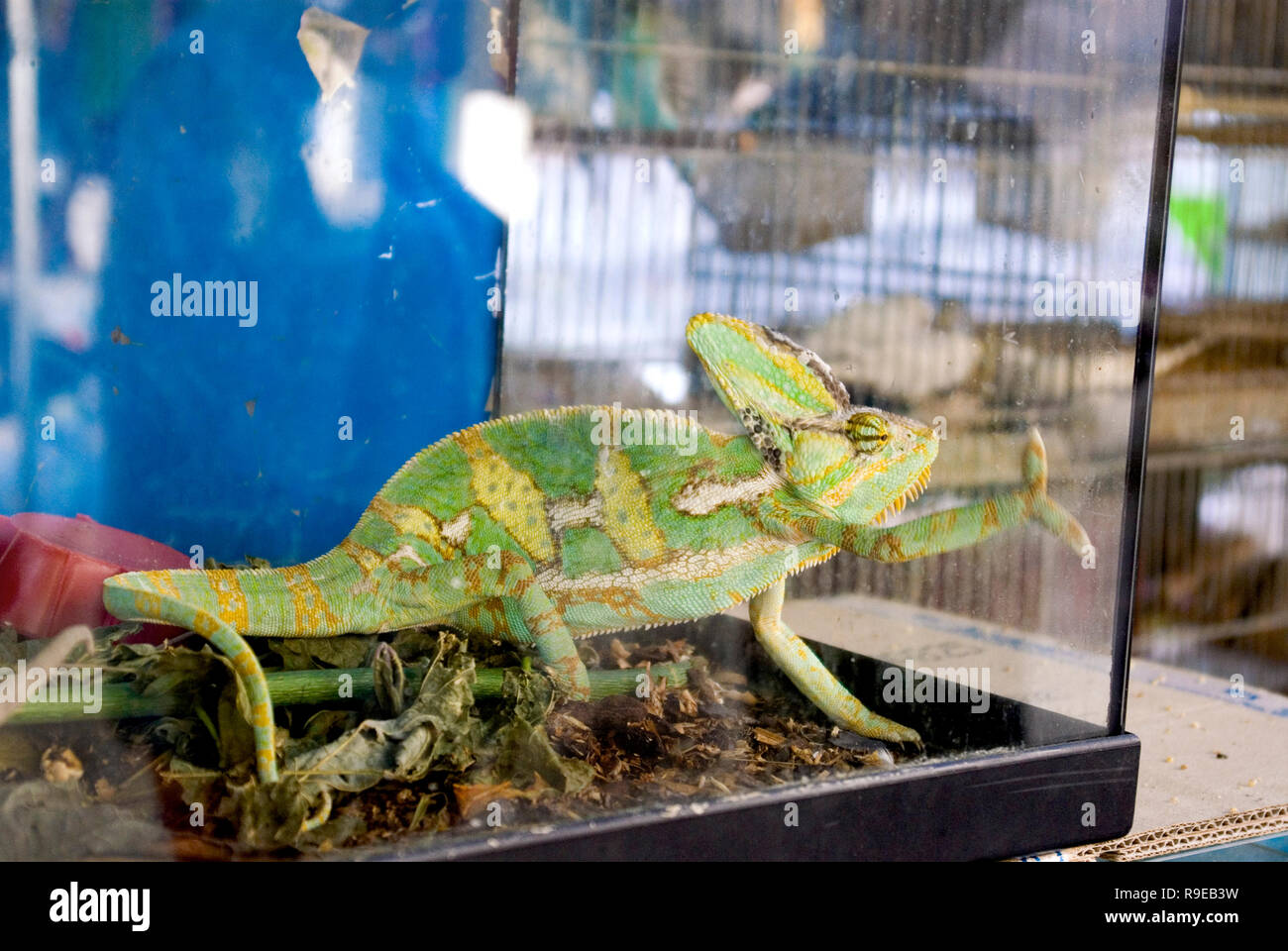 Chameleon spain hi-res stock photography and images - Alamy