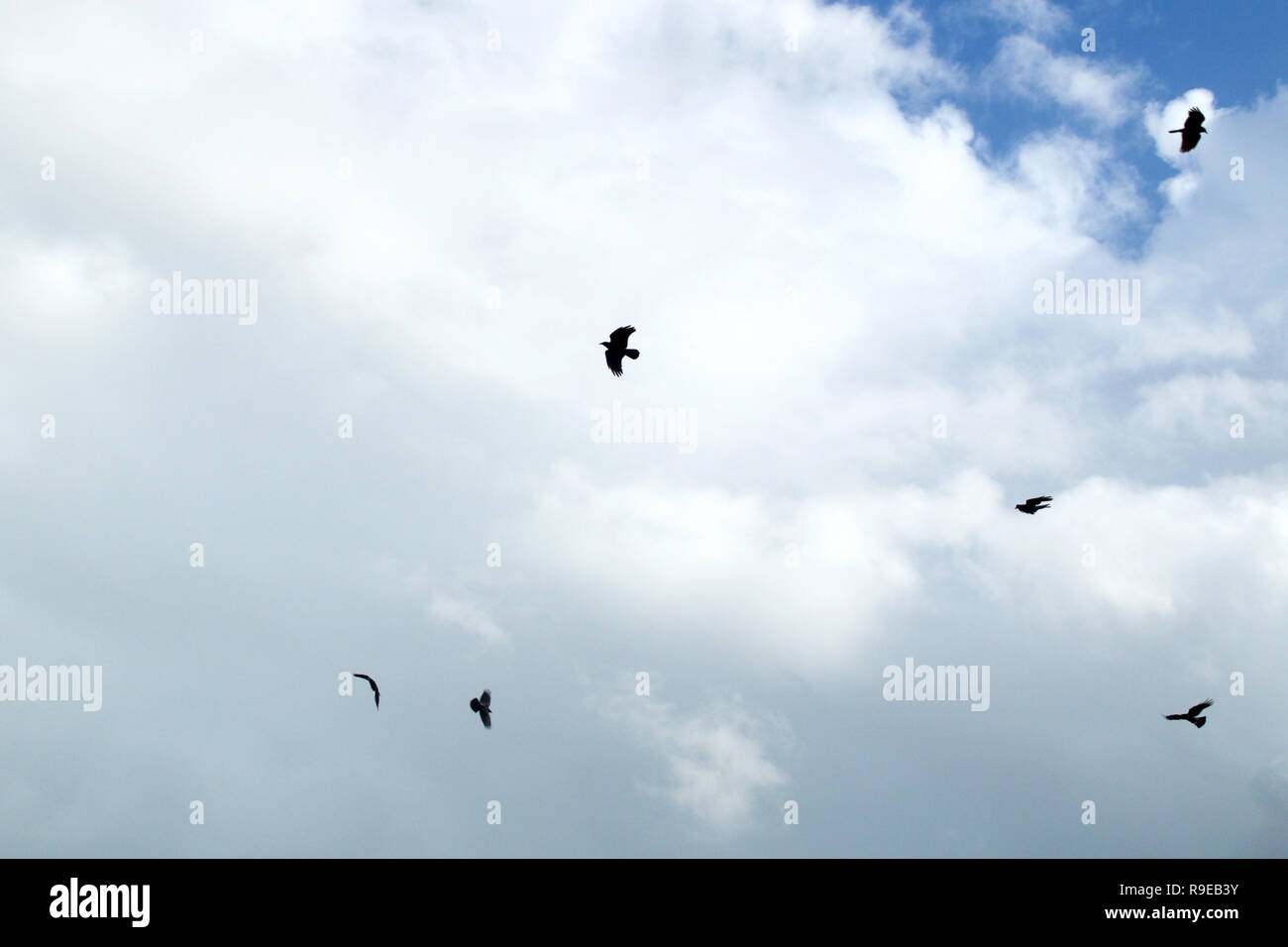 Floating crow hi-res stock photography and images - Alamy