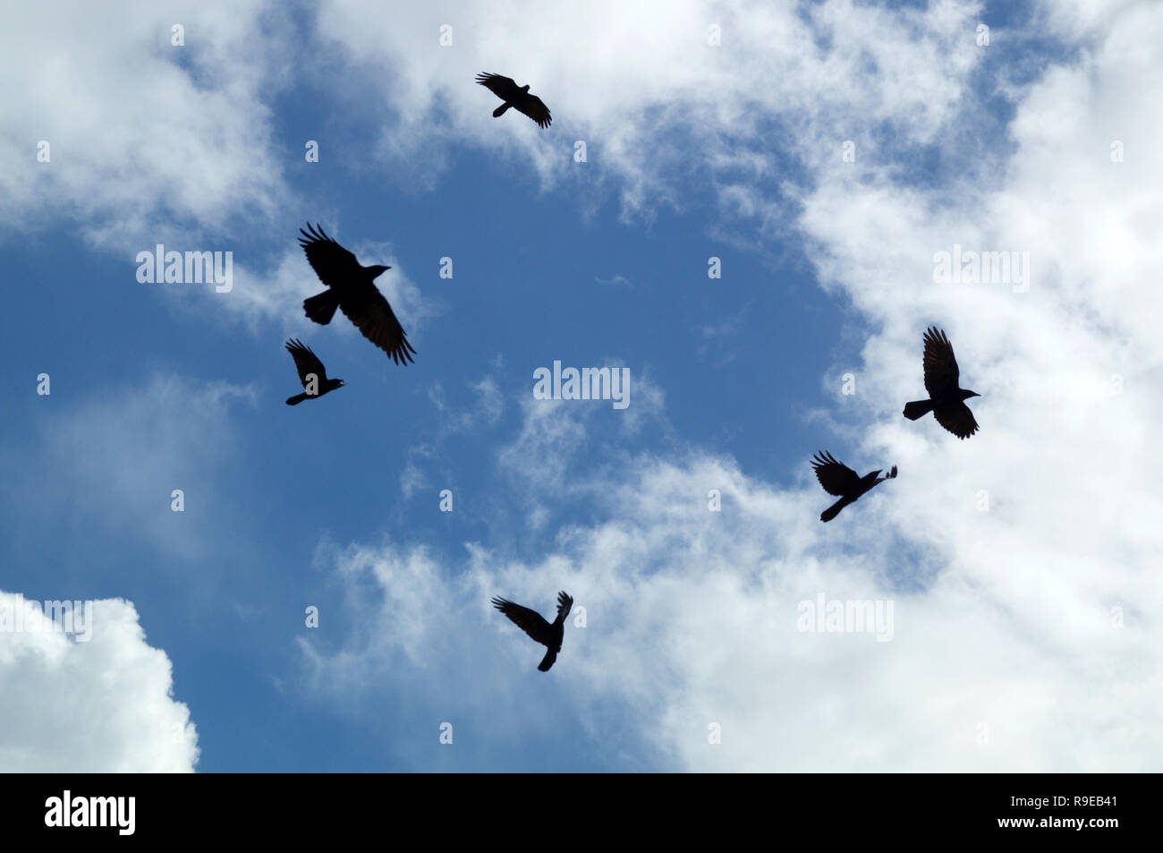 Crows Flying In Groups