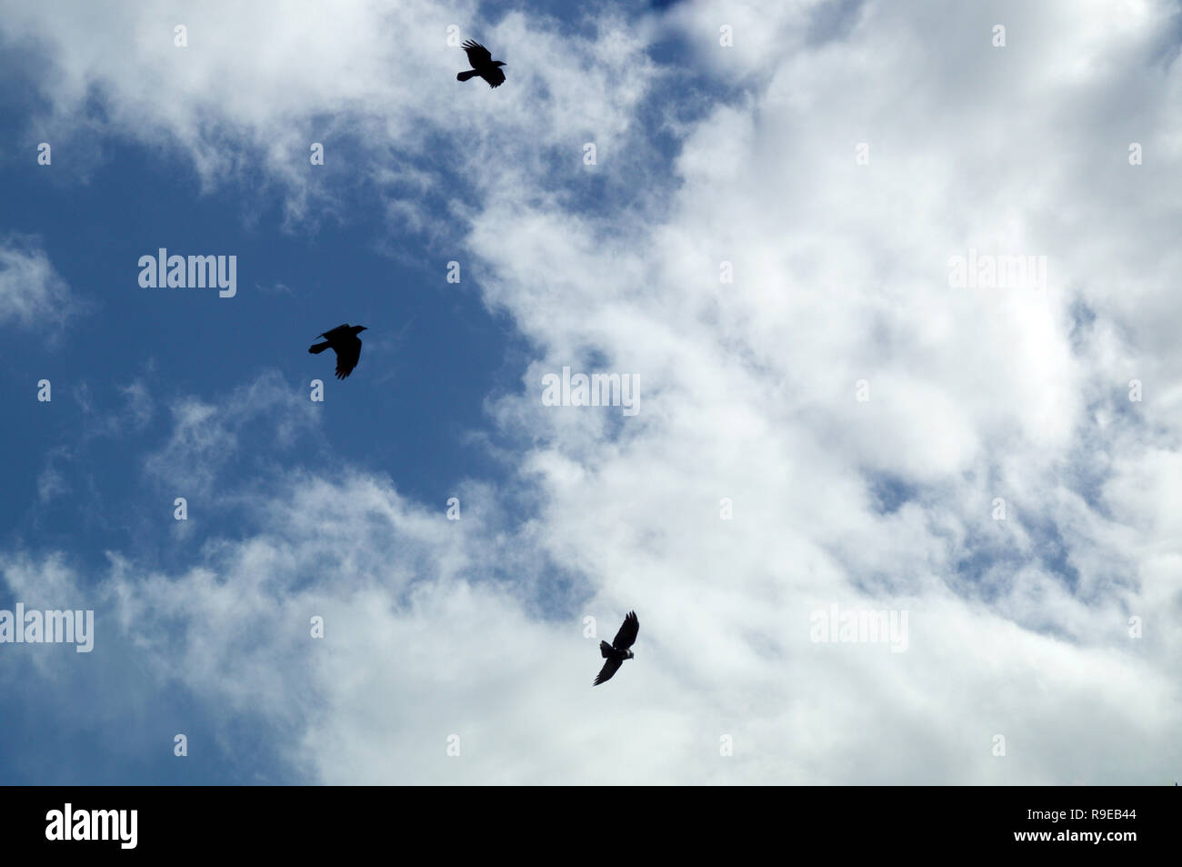 Circling crows hi-res stock photography and images - Alamy