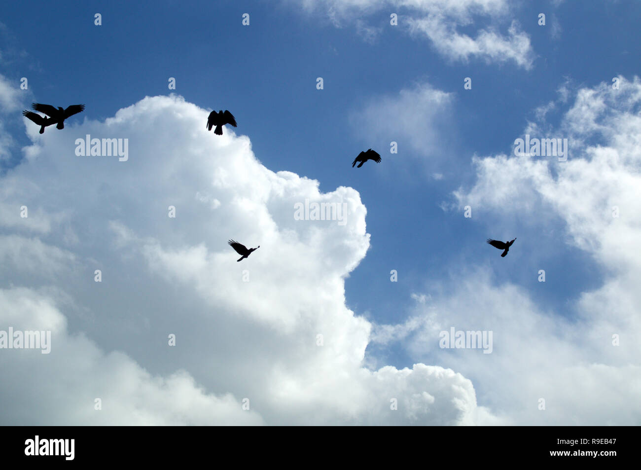 Crows Flying In Groups