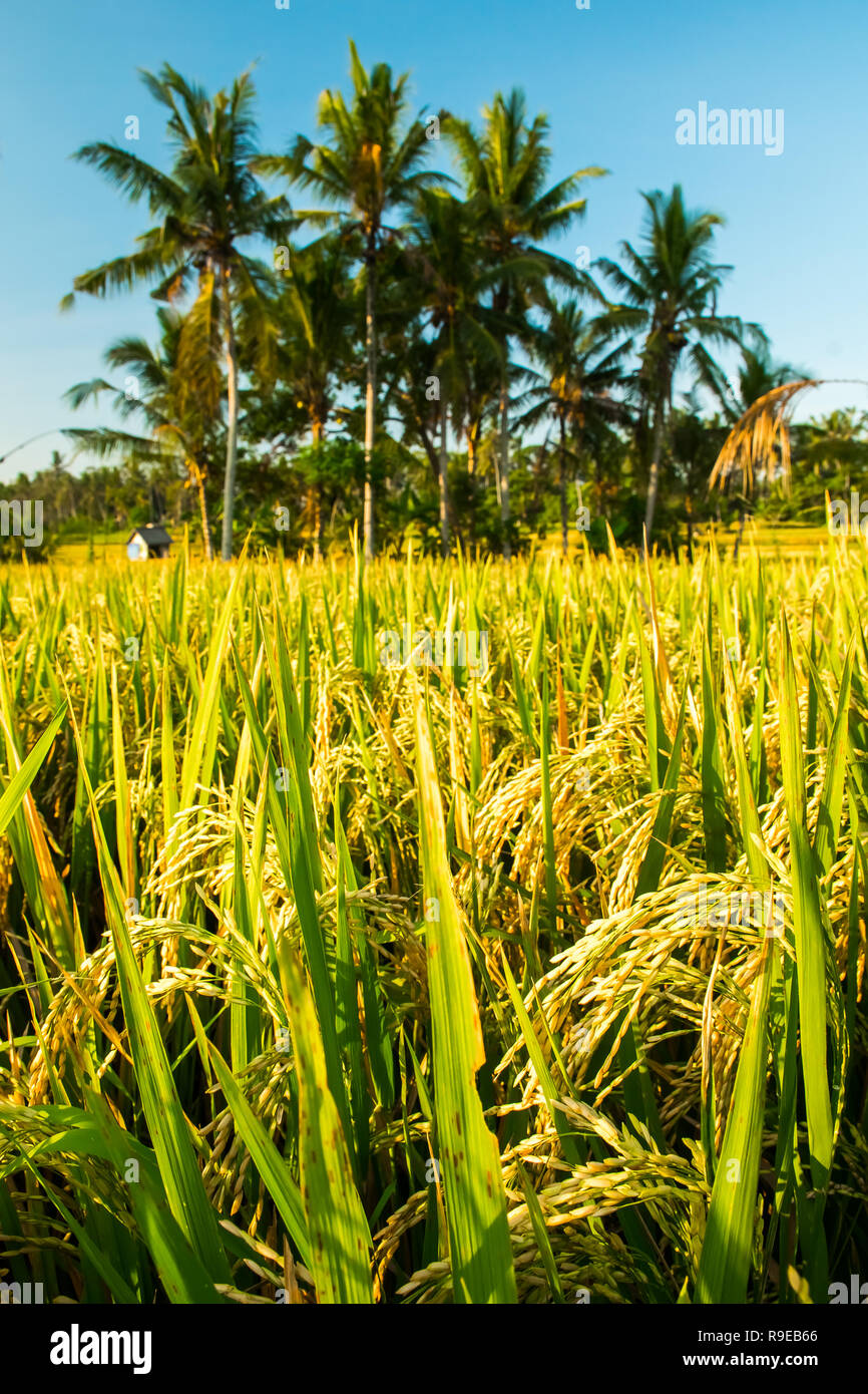 Golden rice hi-res stock photography and images - Alamy