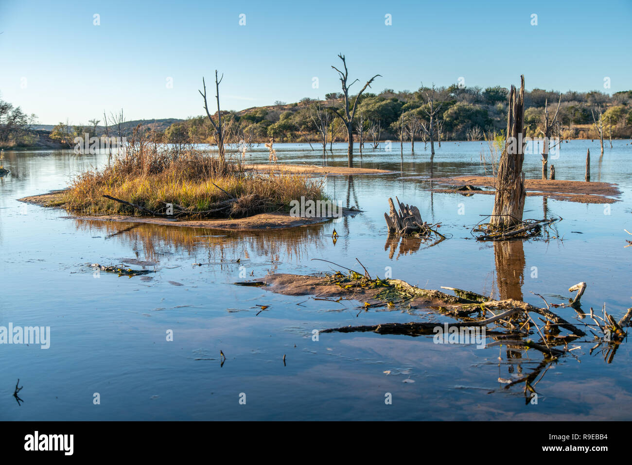 Texas hill country dead trees hi-res stock photography and images - Alamy