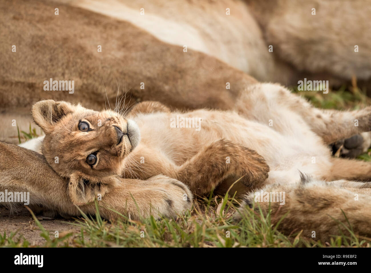 Lion cub lying down hi-res stock photography and images - Alamy