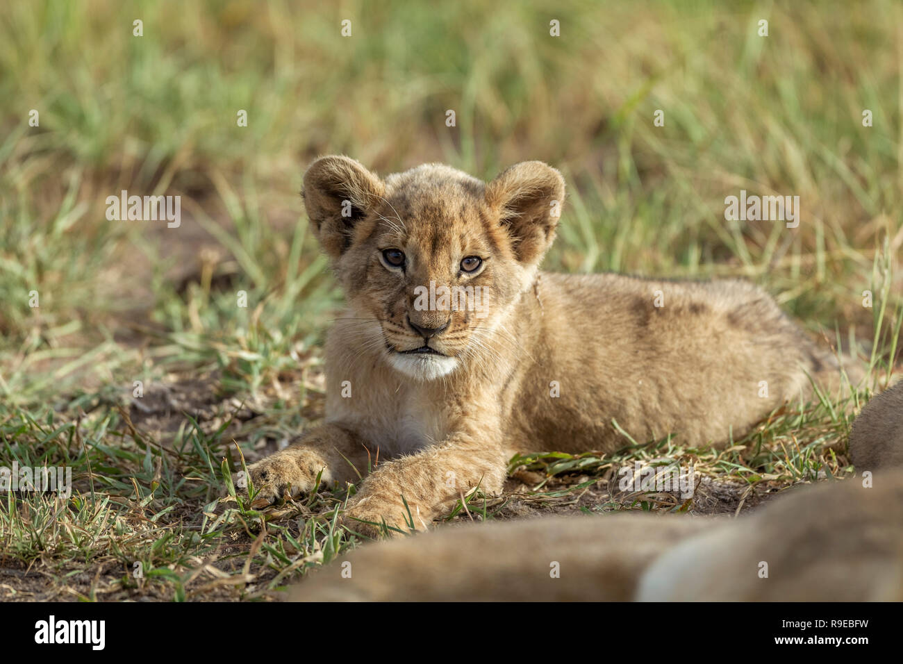 Fluffy Lion