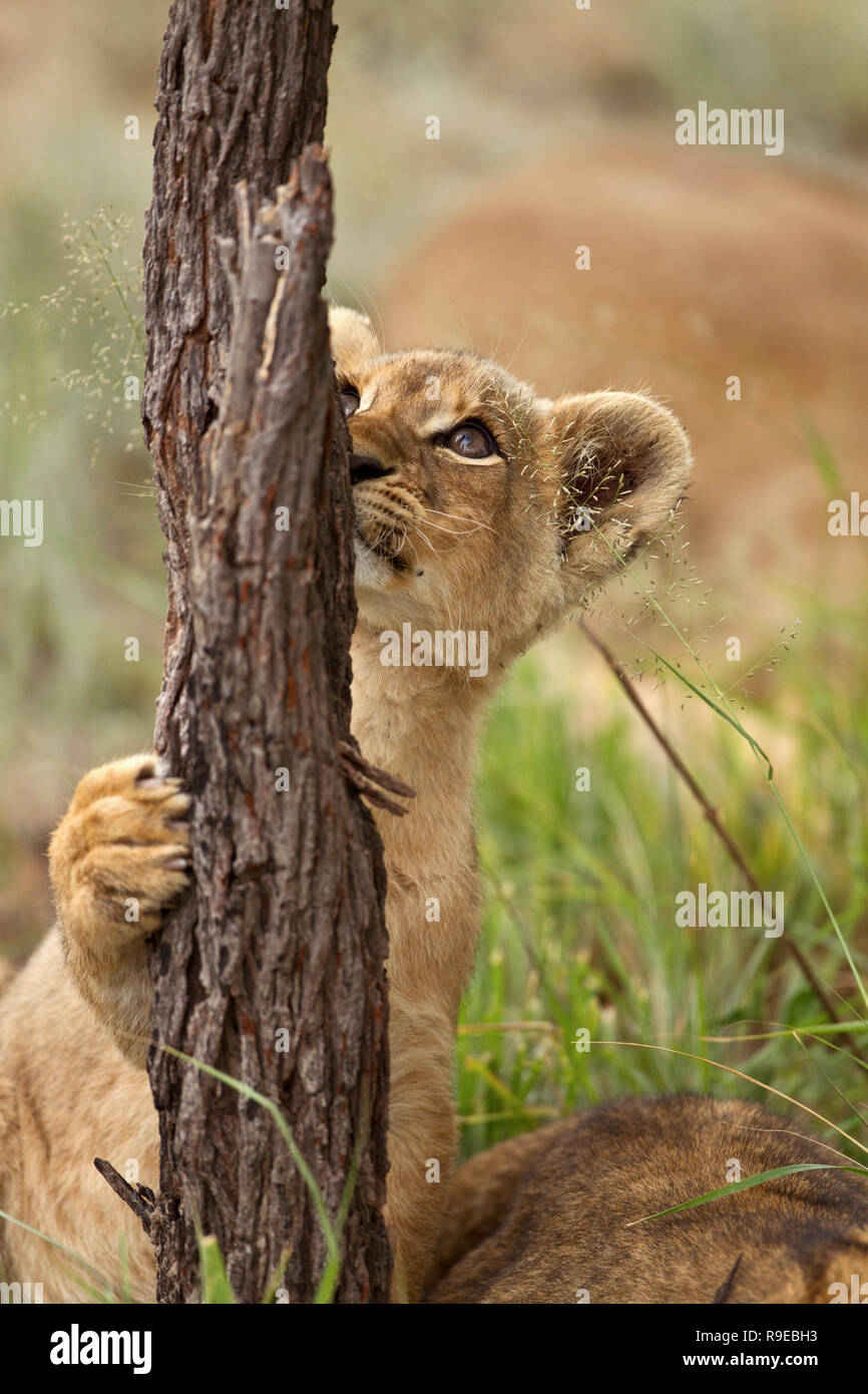 Lions Legs High Resolution Stock Photography and Images - Alamy