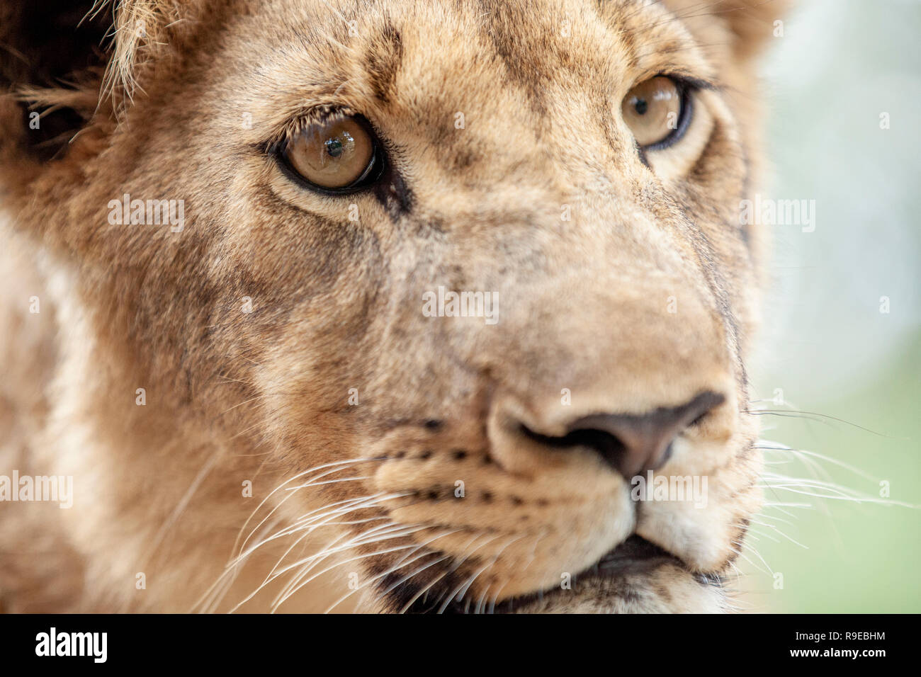 Lion eye close hi-res stock photography and images - Alamy