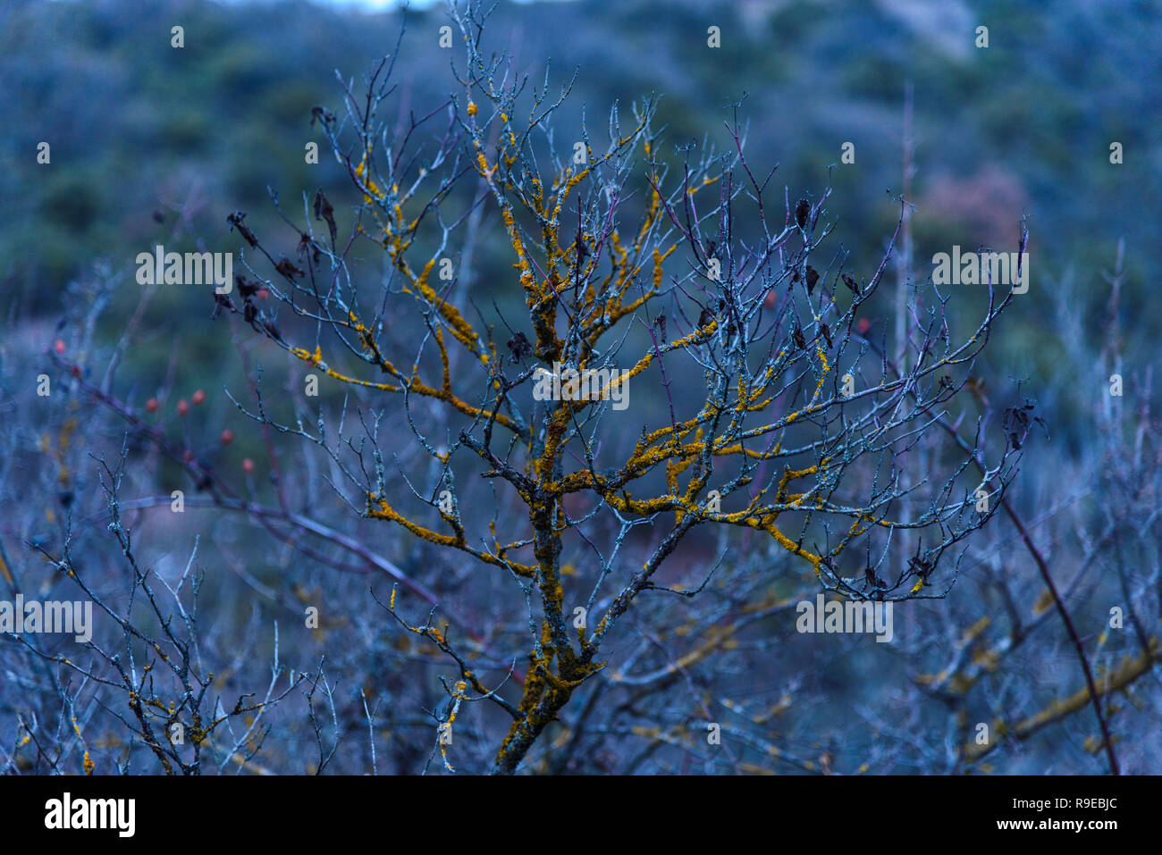 Little tree with colorful yellow moss on it closeup Stock Photo - Alamy