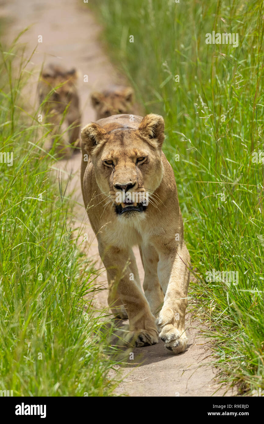 African lion cubs hi-res stock photography and images - Alamy