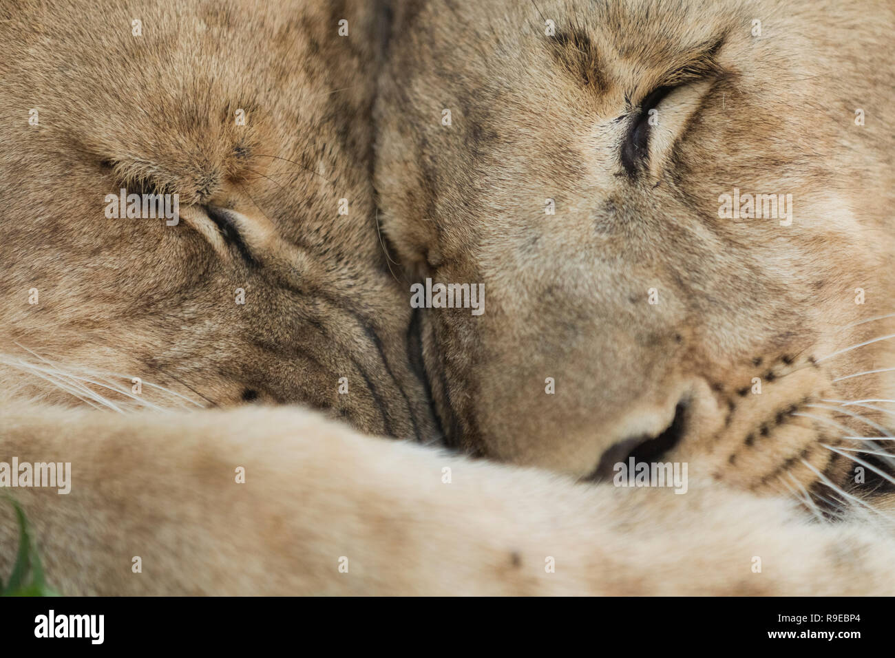 Animals hugging eachother hi-res stock photography and images - Alamy
