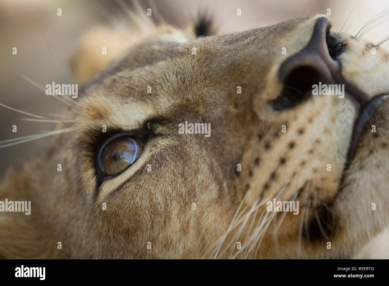 Lion walking facing camera hi-res stock photography and images - Alamy