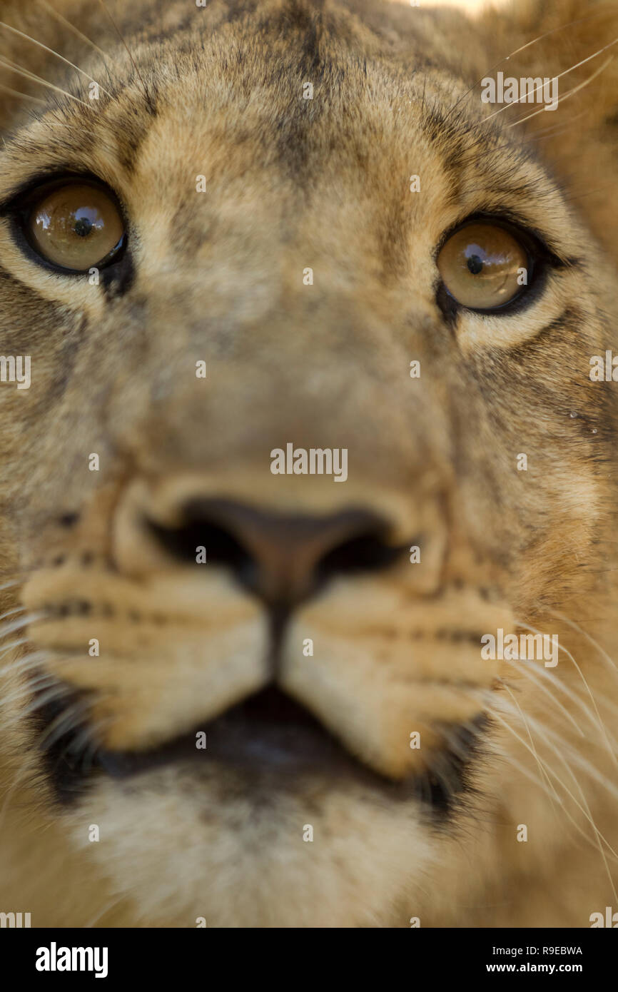 Lion eye close hi-res stock photography and images - Alamy