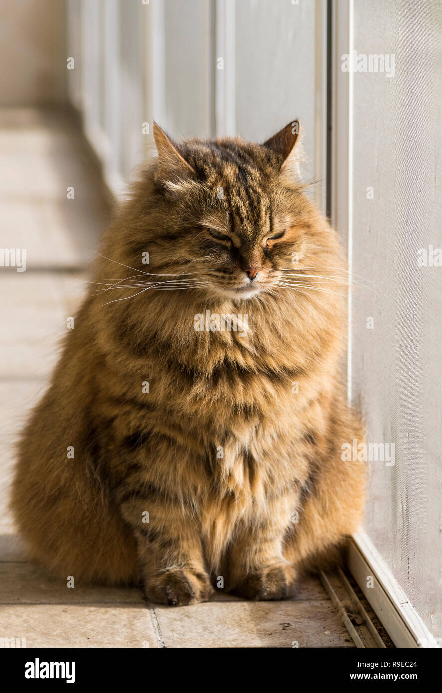 Siberian cat of livestock, purebred hypoallergenic pet with brown ...