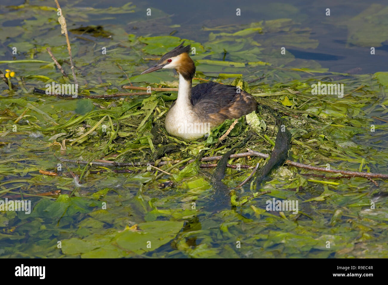 Great Crested Grebe Podiceps cristatus at Nest on river thames Stock ...