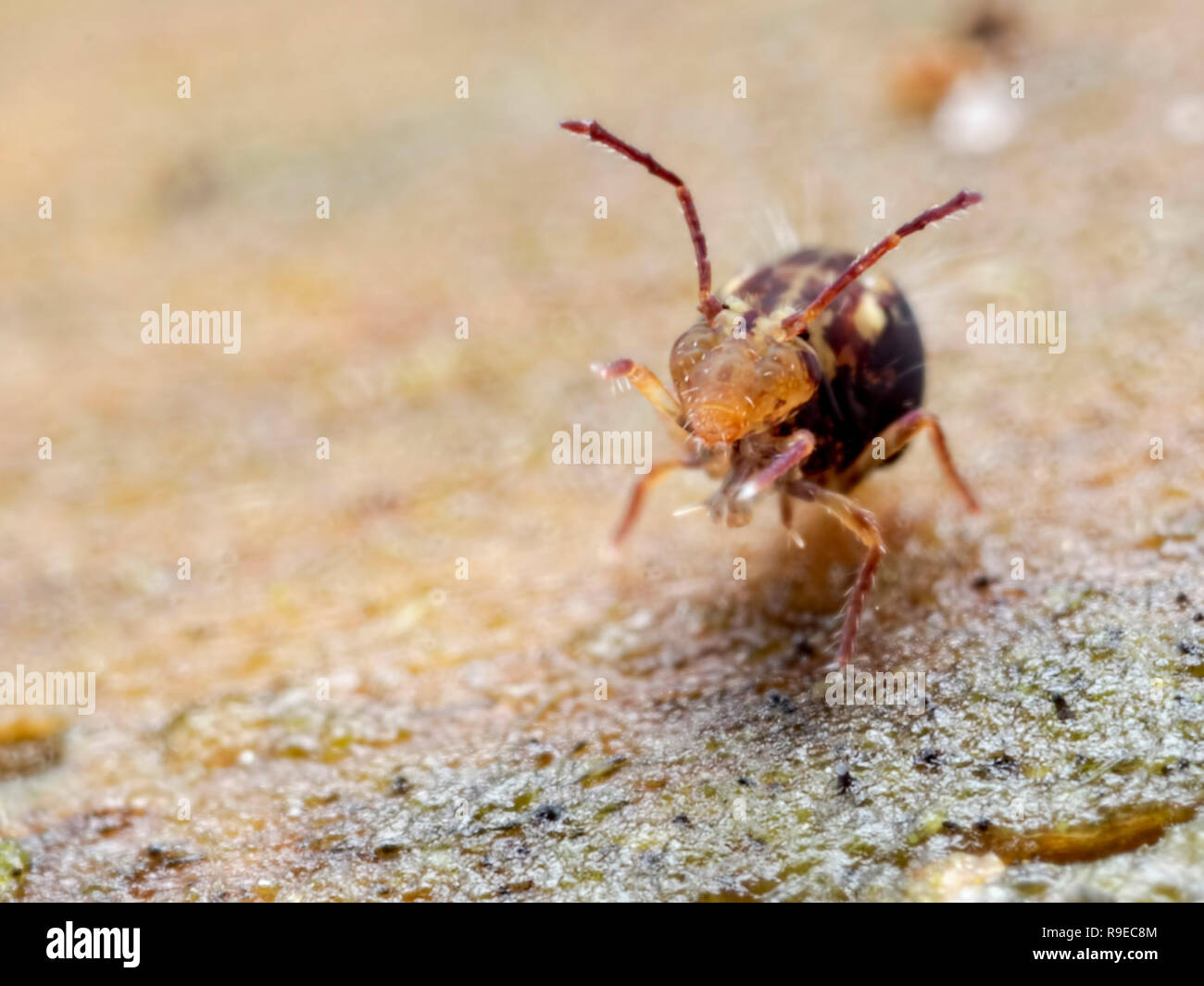 Springtail hi-res stock photography and images - Alamy