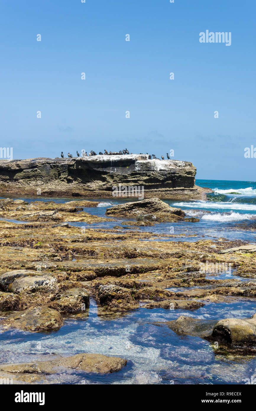 Birds rest on a rock in La Jolla California Stock Photo - Alamy