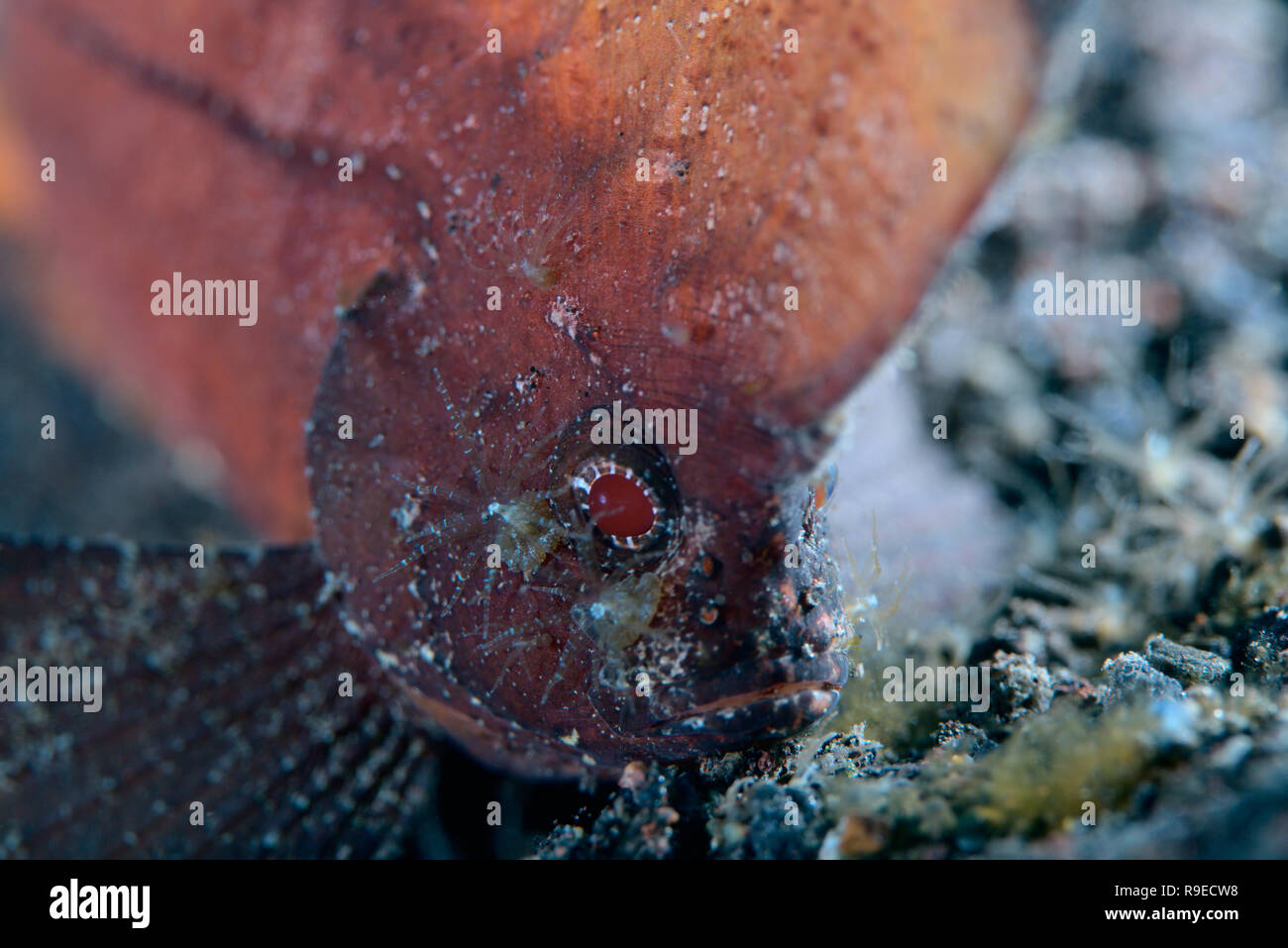 Orange spiny waspfish on the bottom Stock Photo - Alamy