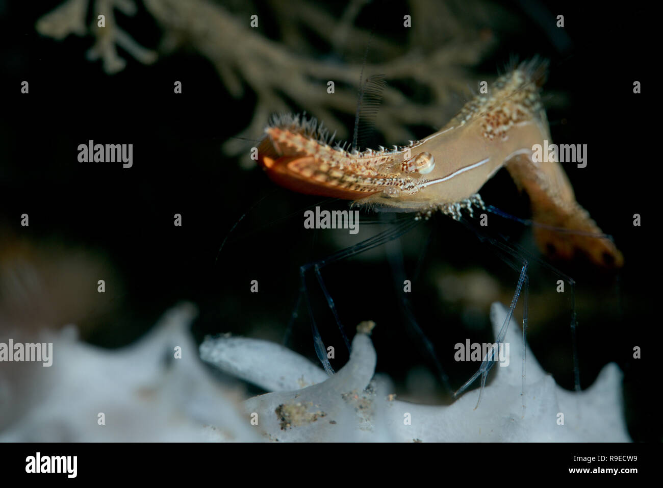 Long nose rock shrimp on a soft grey sponge in Indonesia Stock Photo ...
