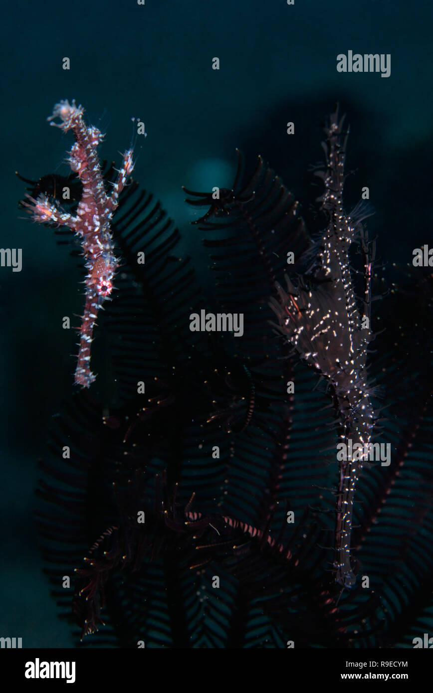 Deep sea diving female hi-res stock photography and images - Alamy