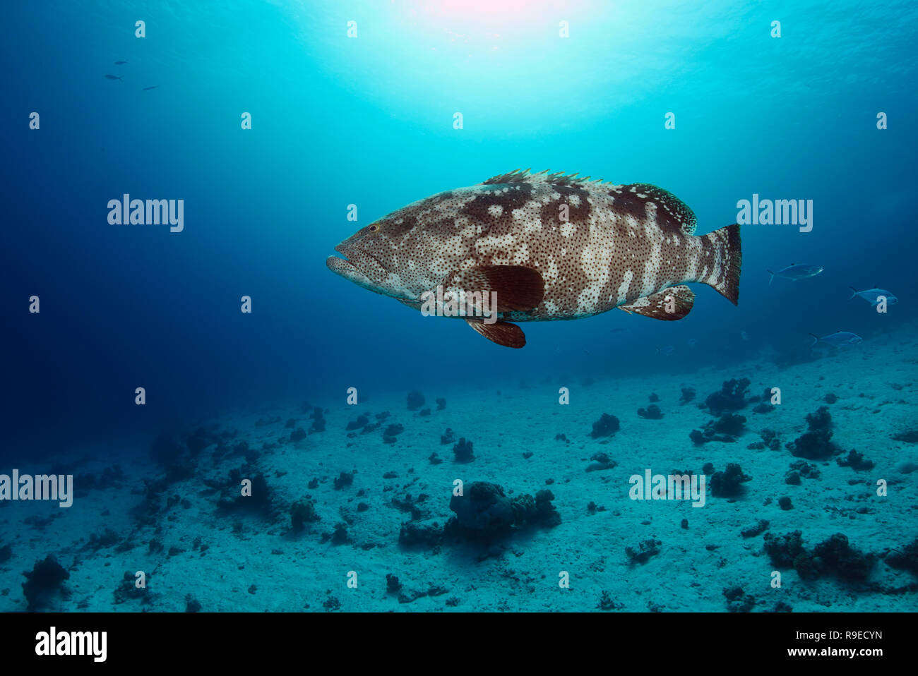 Malabar grouper greasy epinephelus hi-res stock photography and images ...