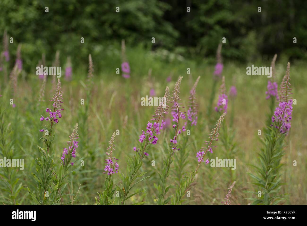 Pink flowers of fireweed in bloom ivan tea Stock Photo - Alamy