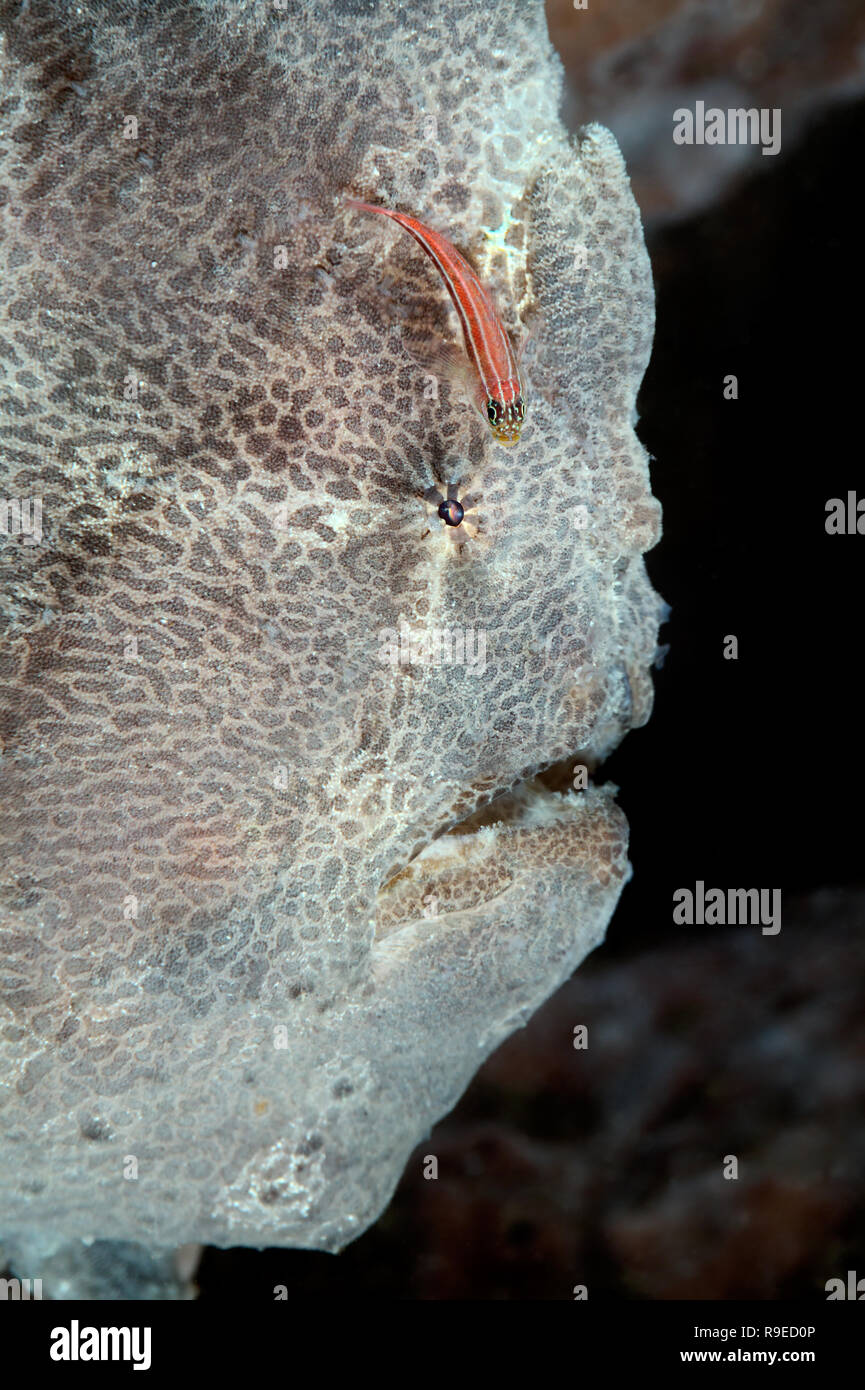 Close up of the giant frogfish with a tiny triplefin on the head Stock ...