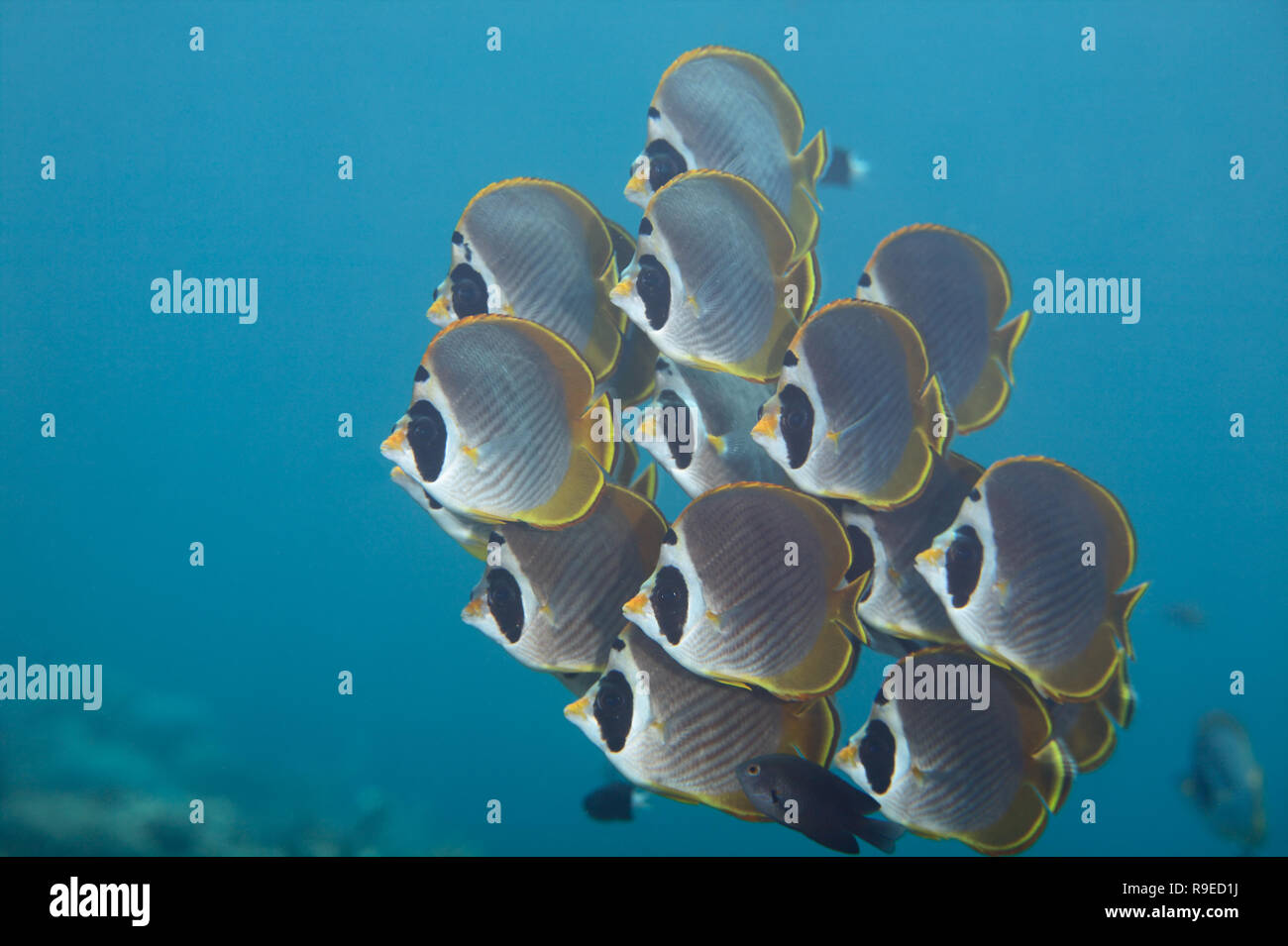 A school of masked butterflyfish in Indonesia Stock Photo - Alamy