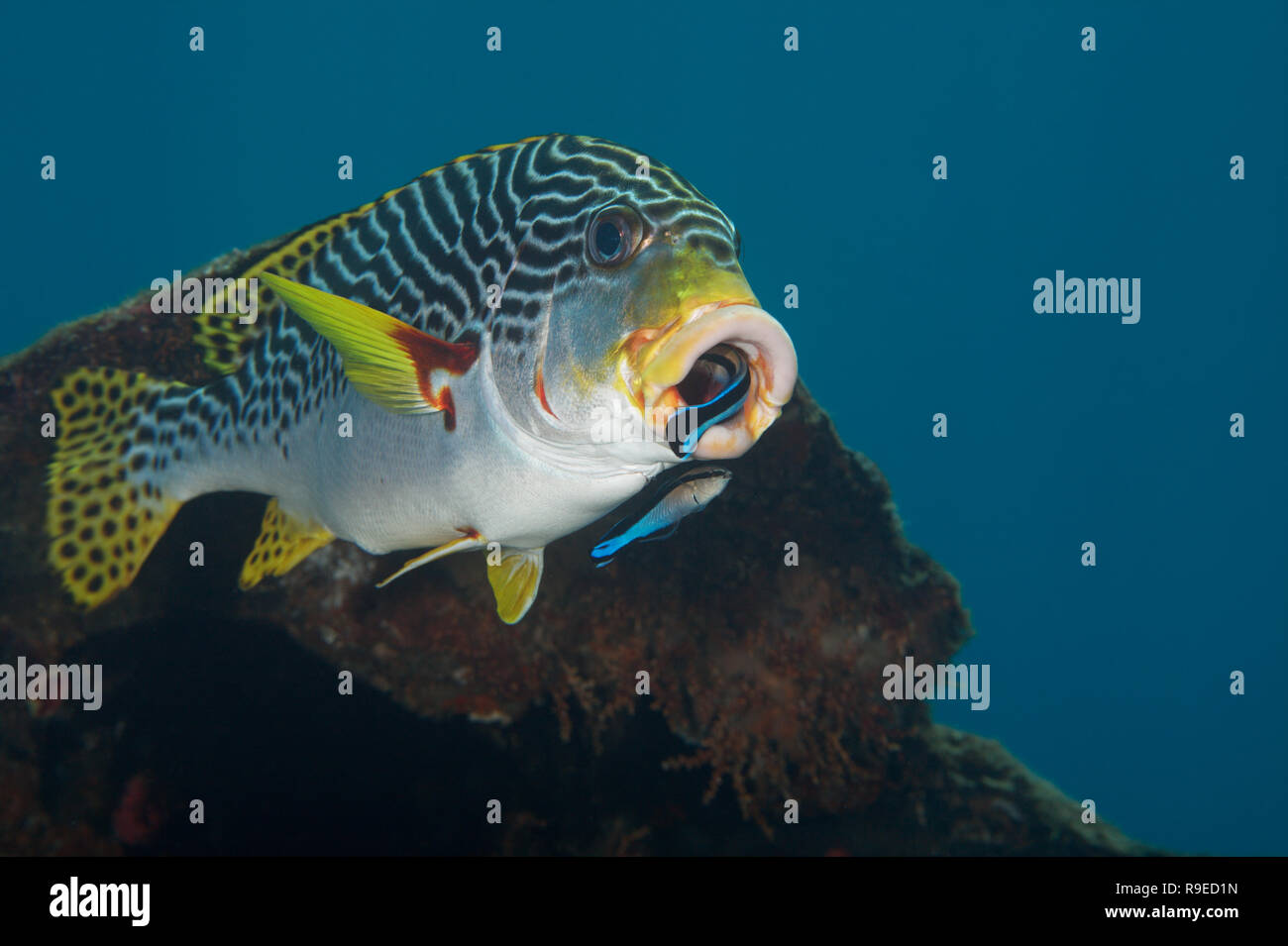 Cleaning wrasse hi-res stock photography and images - Alamy