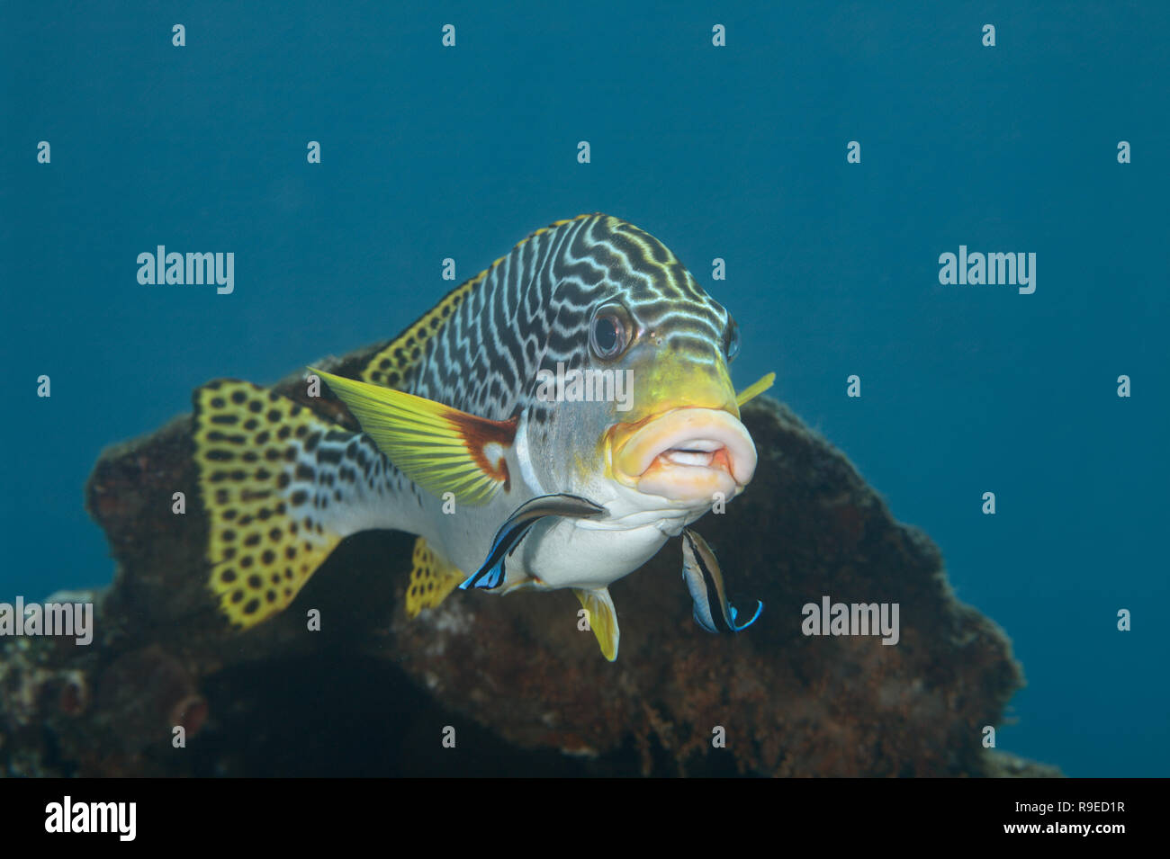 Two cleaner fish hi-res stock photography and images - Alamy