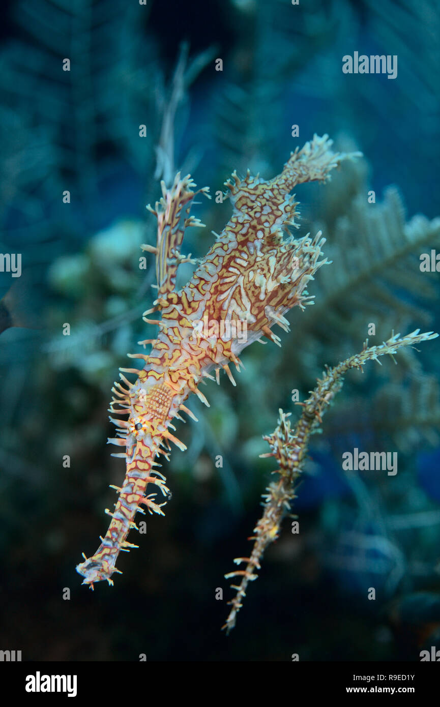 False pipefish hi-res stock photography and images - Alamy