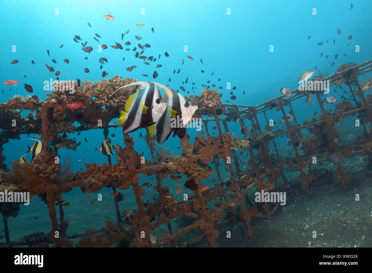 Healthy ecosystem – coral reef near the Bali island Stock Photo - Alamy