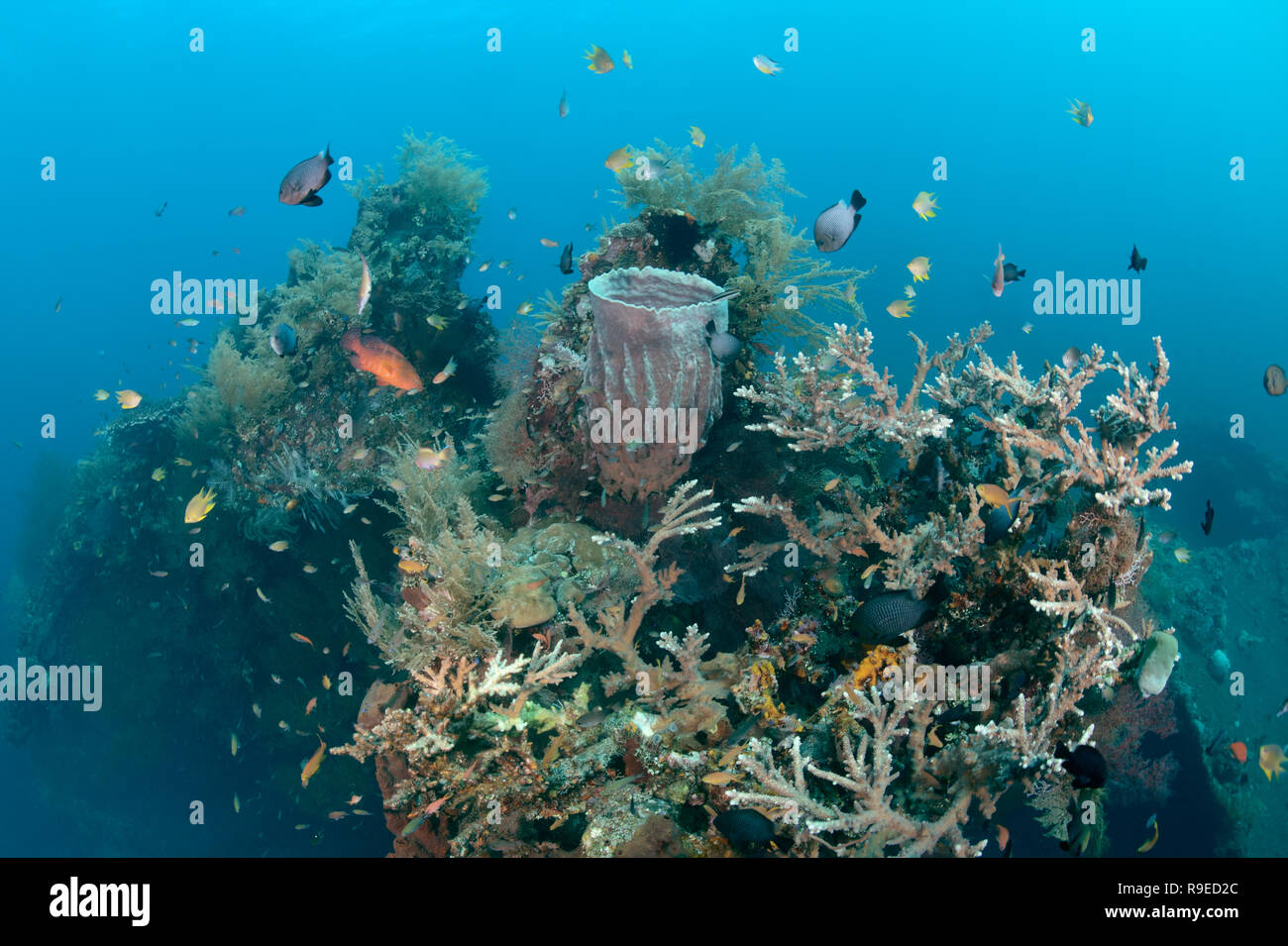 Healthy ecosystem – coral reef near the Bali island Stock Photo - Alamy